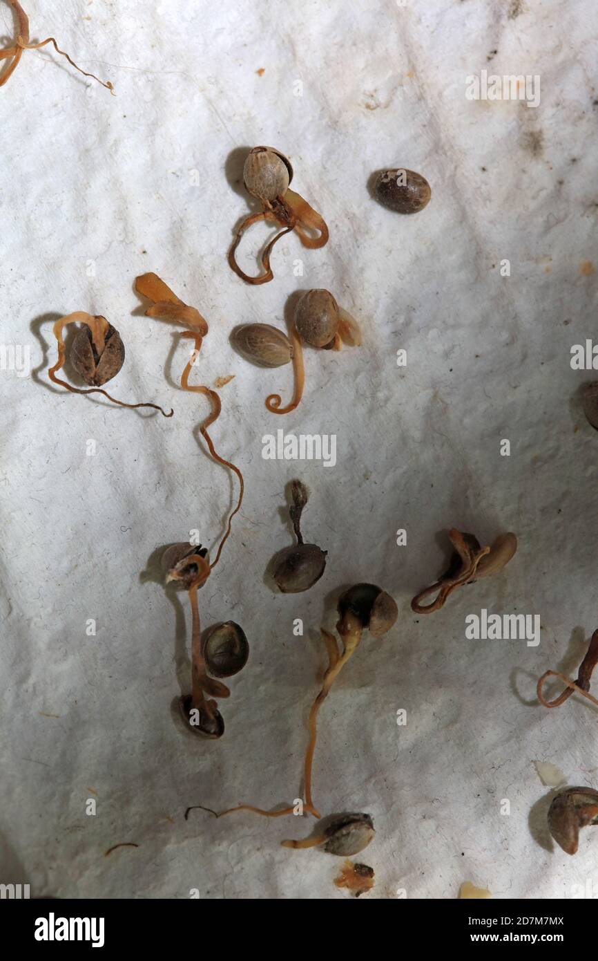 Cannabis dead seeds in white background retro high quality modern ...