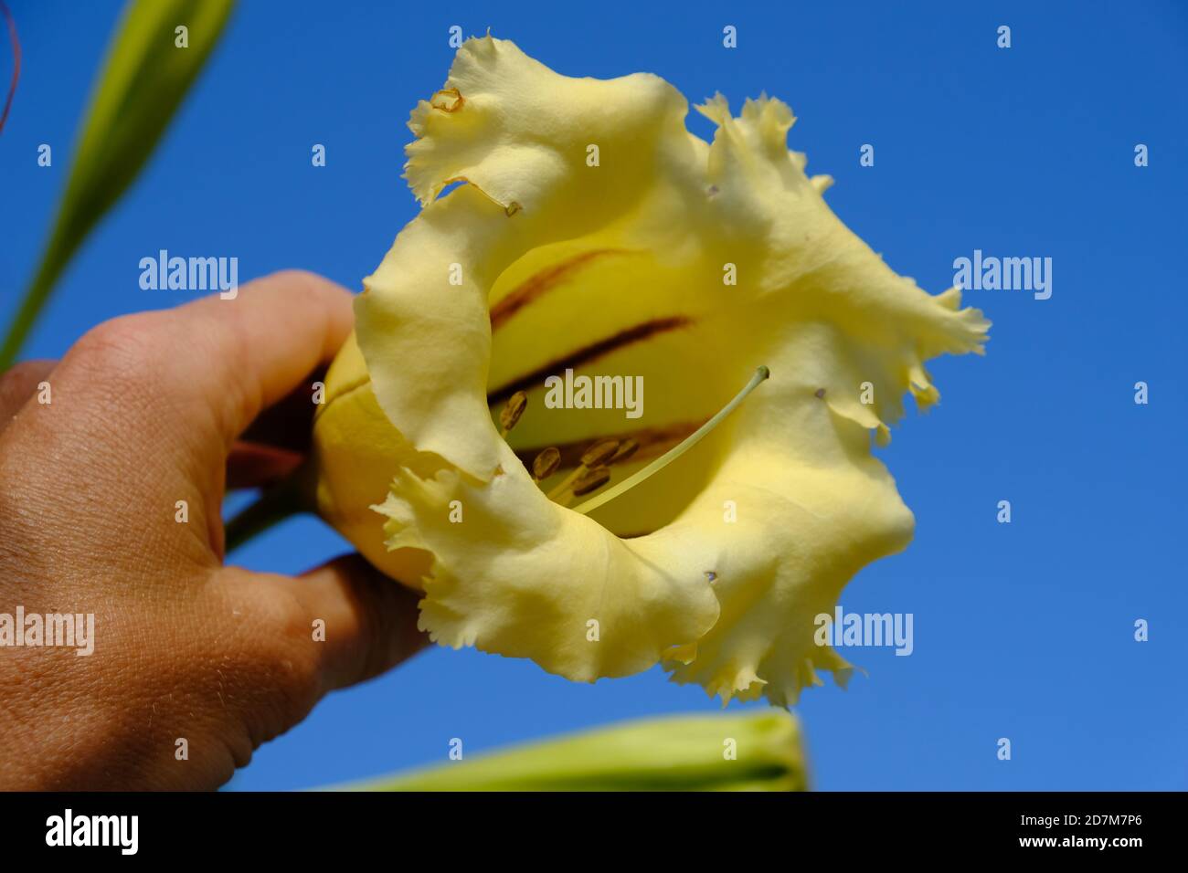 Ecuador Galapagos Islands - San Cristobal Island Huge Yellow Cobaea ...