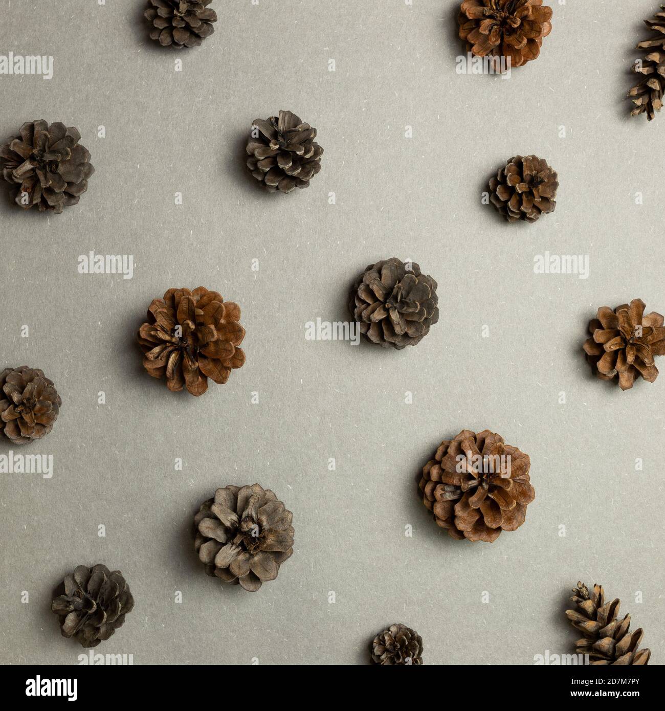 Dry pine cones pattern background. flat lay, top view Stock Photo - Alamy