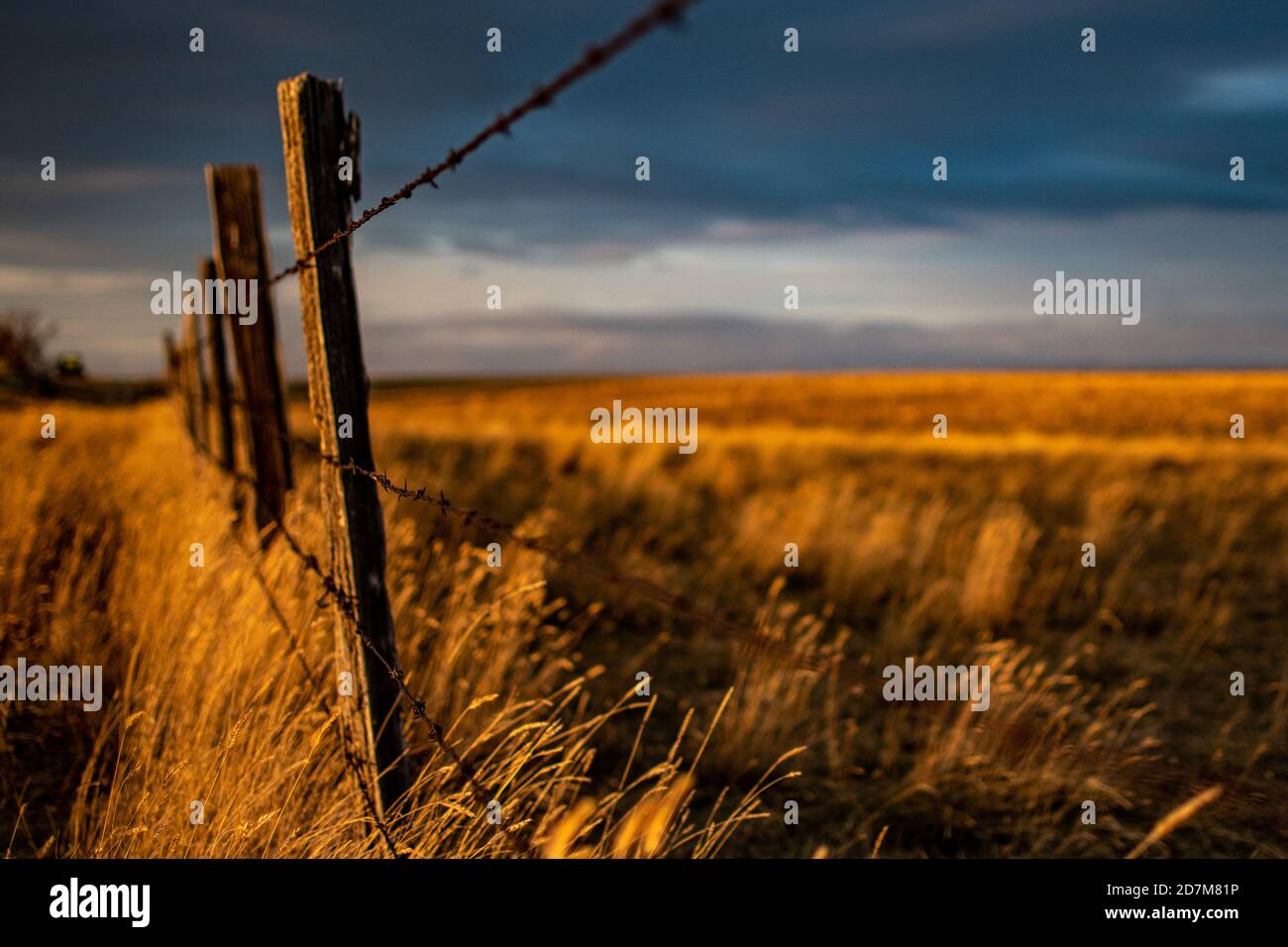 Barbed wire fence cattle farm hi-res stock photography and images - Alamy