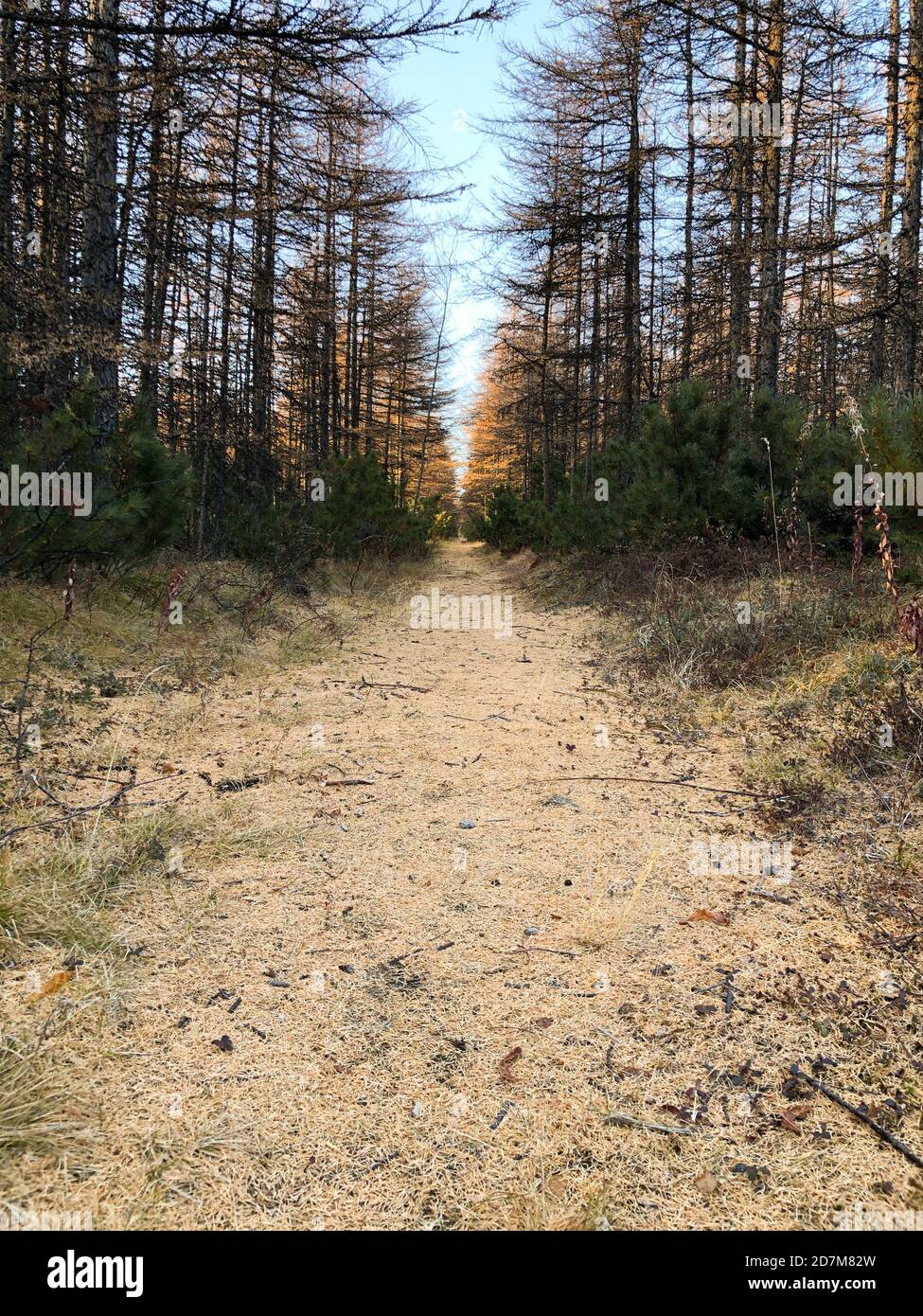 Autumn forest path at sunset. Brightly lit wood. Fall season. Conifers ...