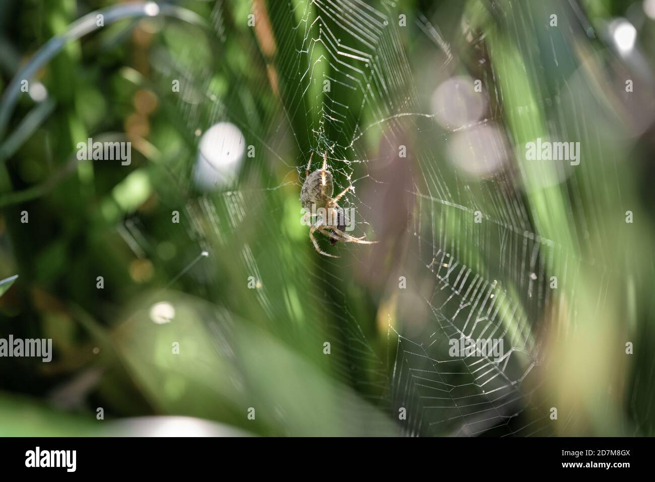 Spider climbing on a web in a garden Stock Photo - Alamy