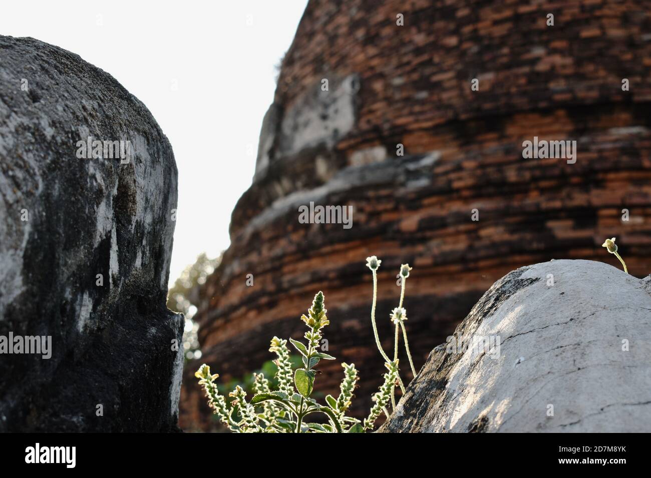 grass flower growing on rock in ancient Buddhist temple Thailand Stock ...