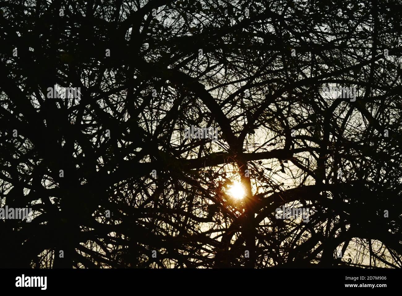sunlight through tree branch in the garden Stock Photo - Alamy