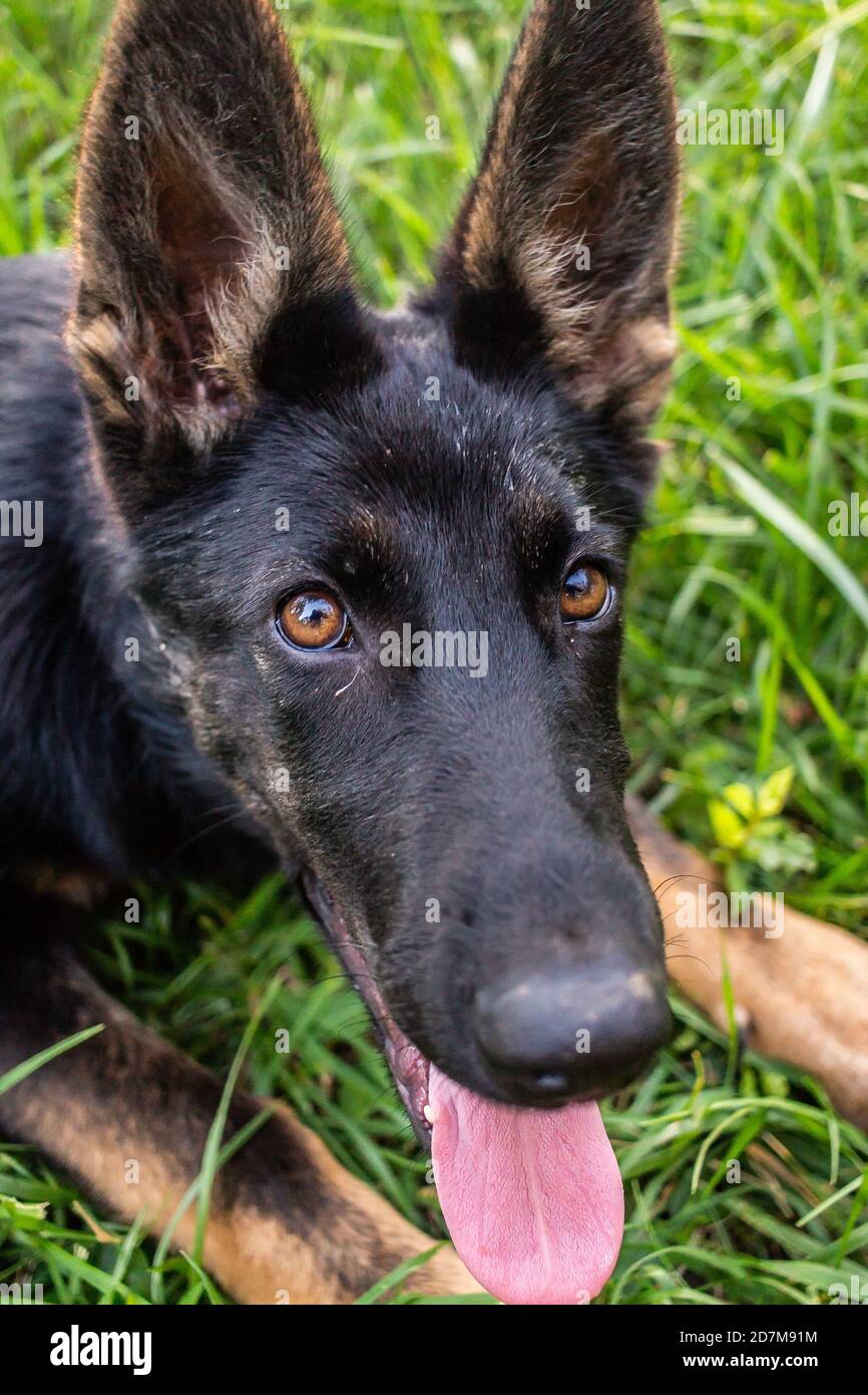 Black King Shepherd