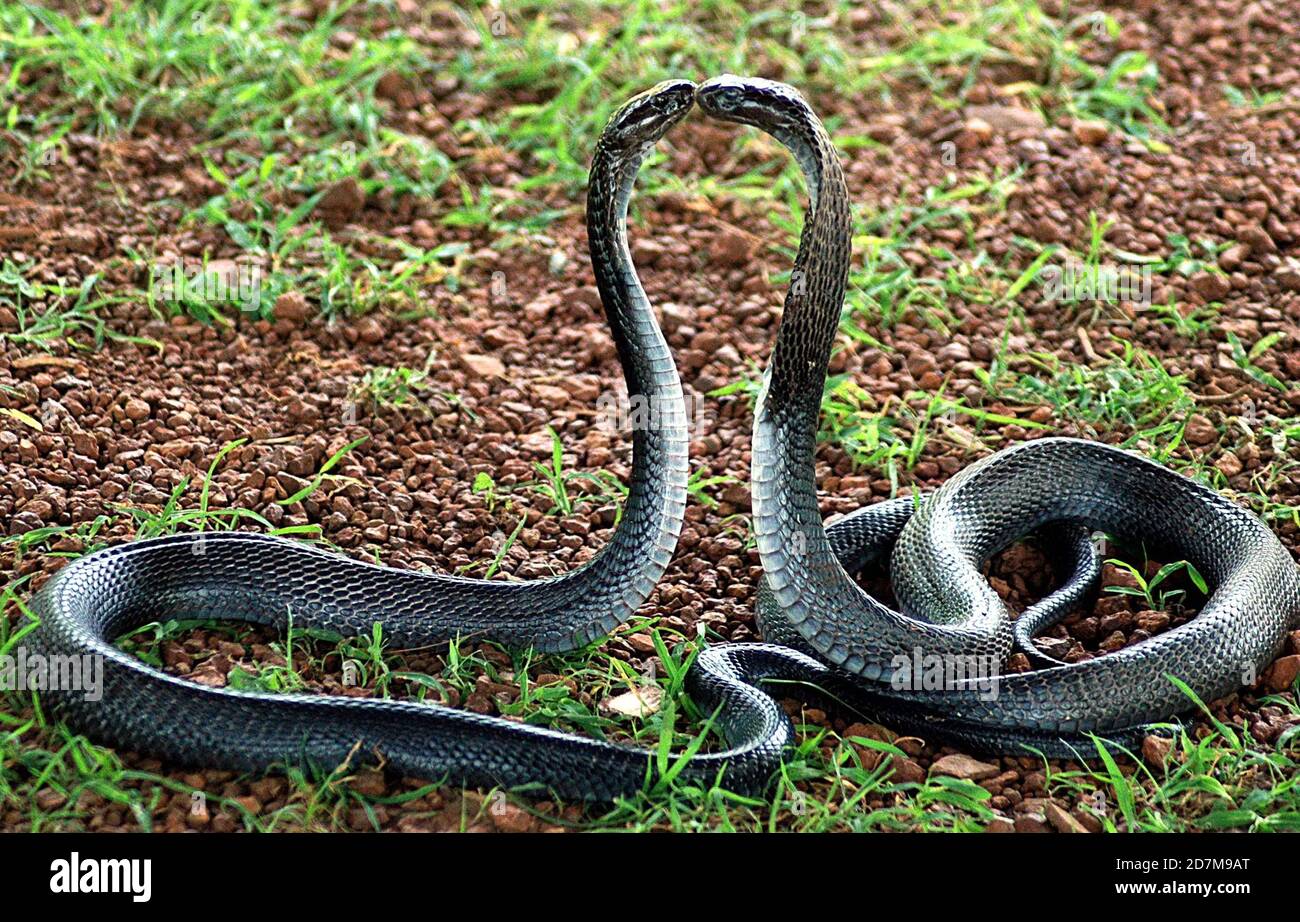 King Cobras High Resolution Stock Photography and Images - Alamy