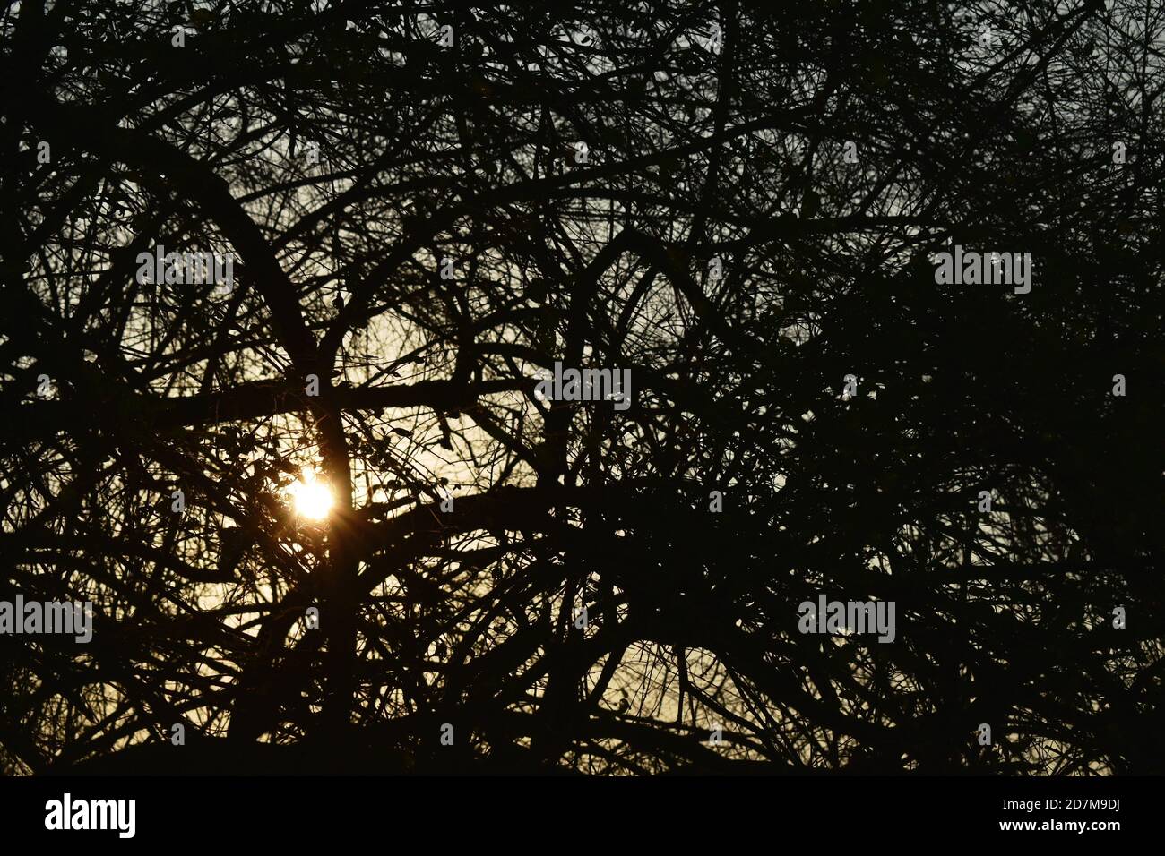 sunlight through tree branch in the garden Stock Photo - Alamy