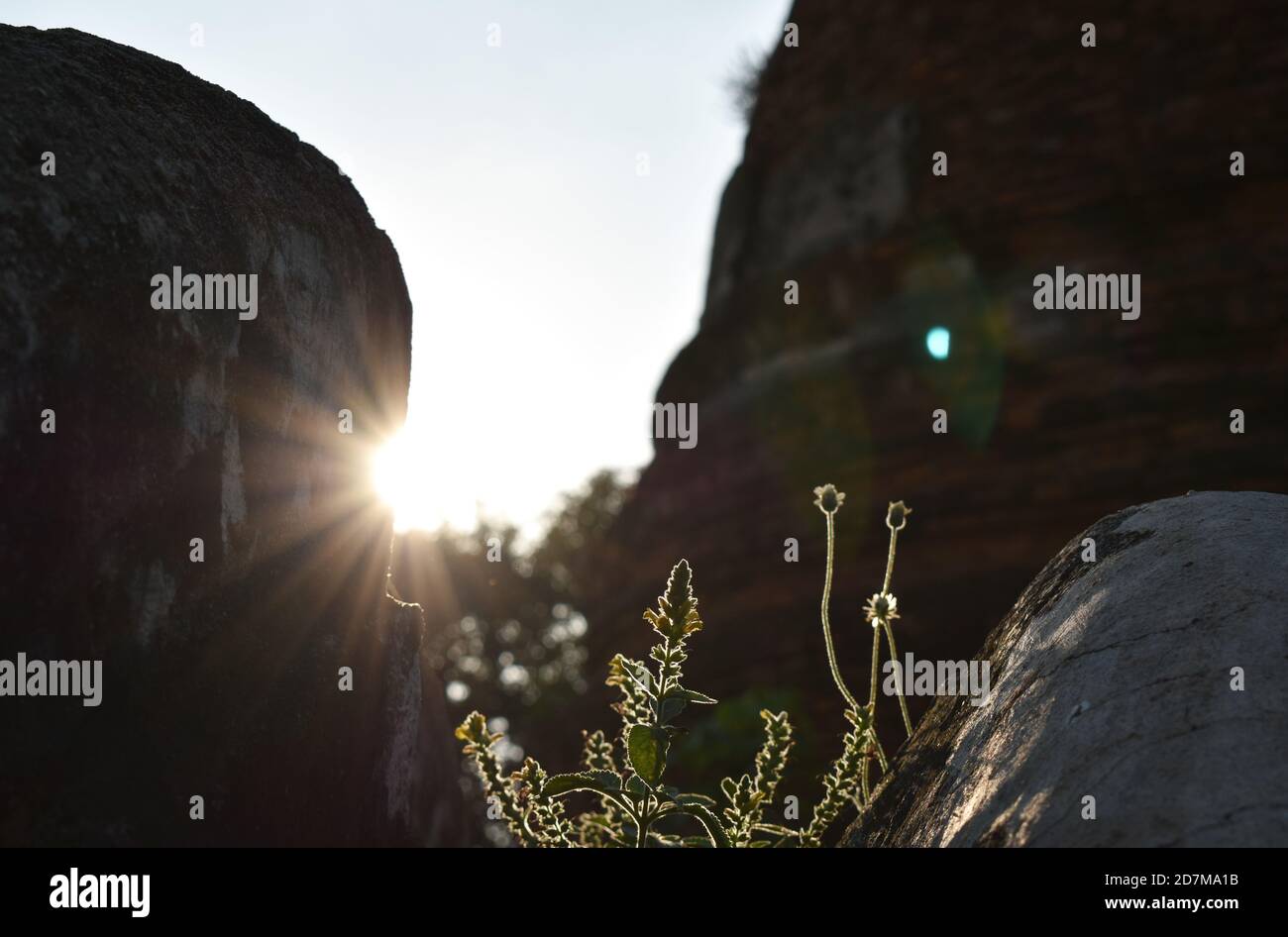 grass flower growing on rock in ancient Buddhist temple Thailand Stock ...