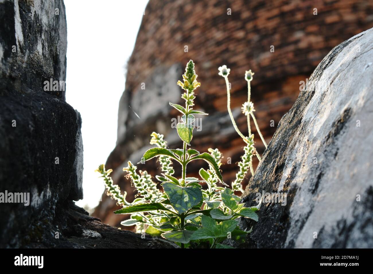 grass flower growing on rock in ancient Buddhist temple Thailand Stock ...