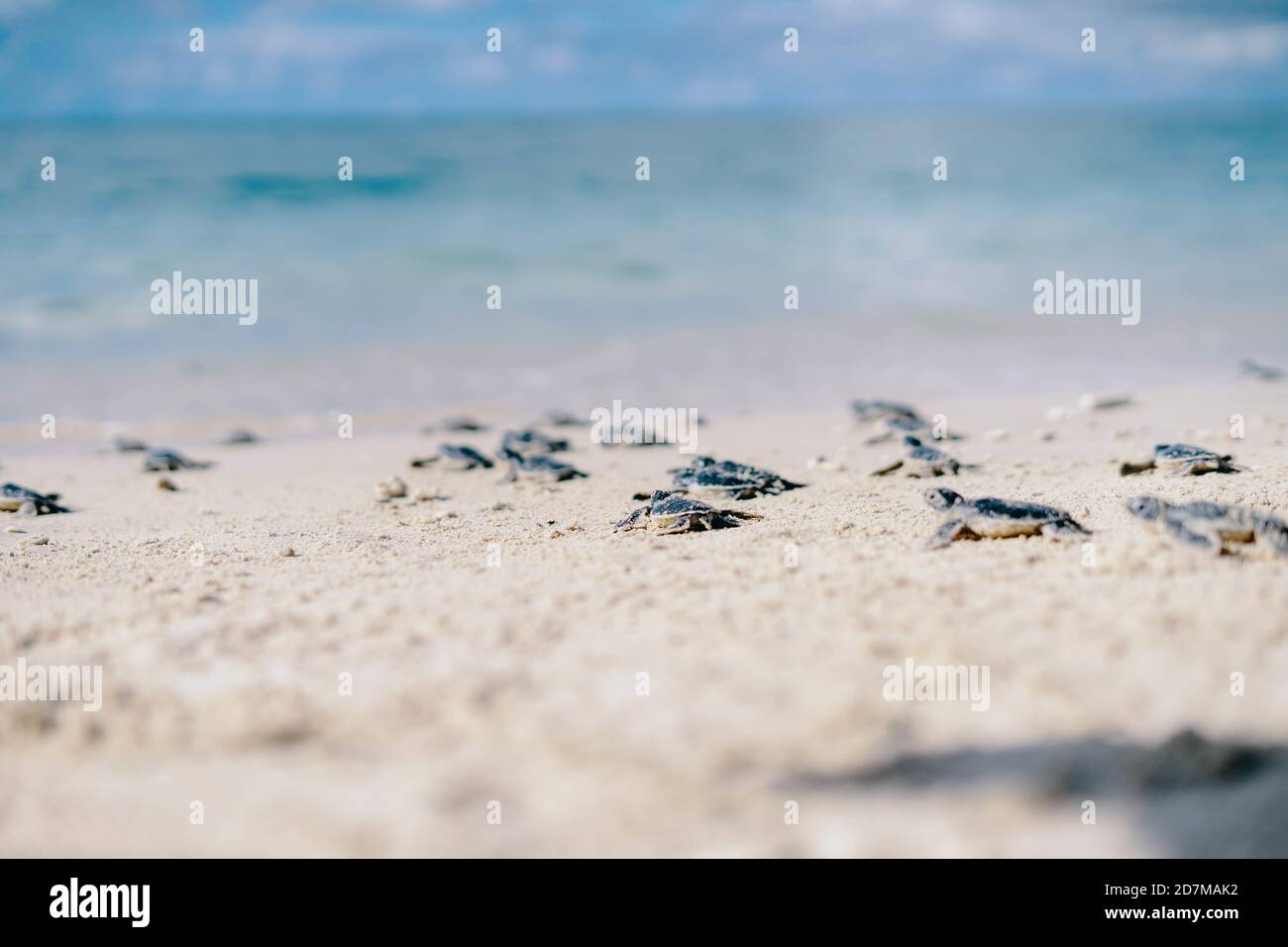 Closeup shot of small sea turtles on the beach Stock Photo - Alamy
