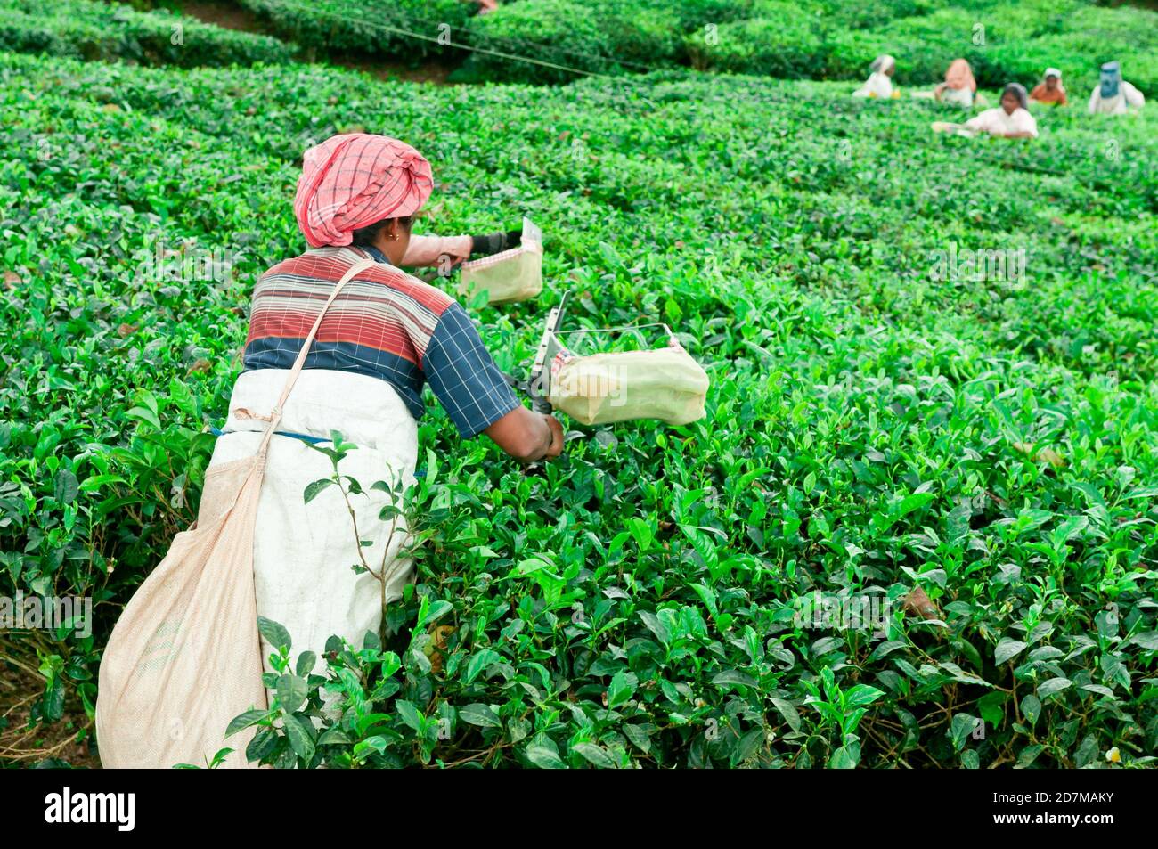 Munnar tea estate in Kerala India. Women workers plucking tea leafs ...