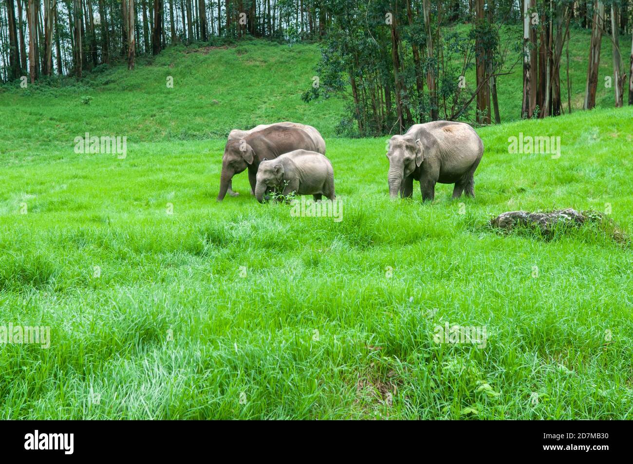 Group of Indian wild elephants in green forest mountain Munnar tea ...