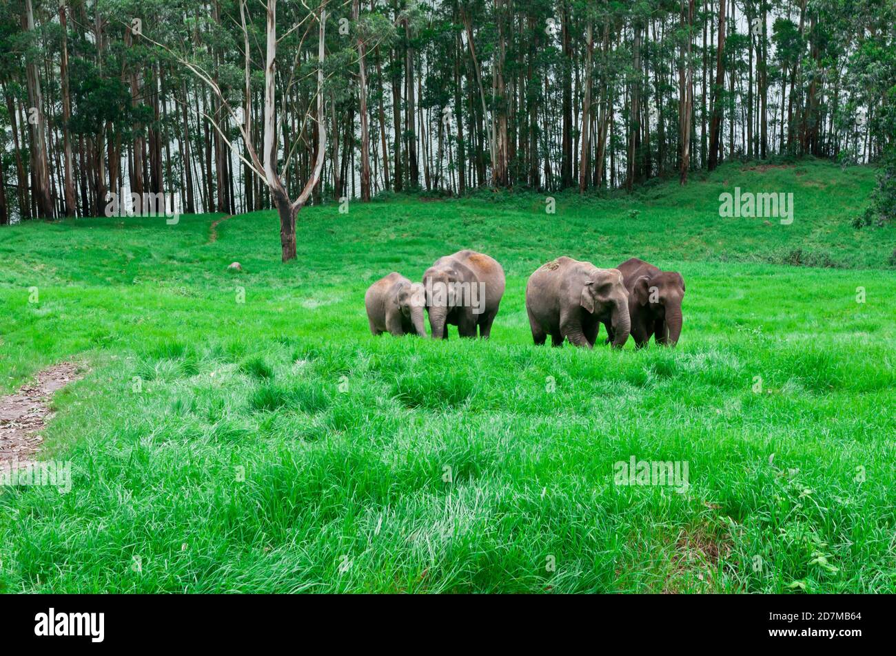Group of Indian wild elephants in green forest mountain Munnar tea ...