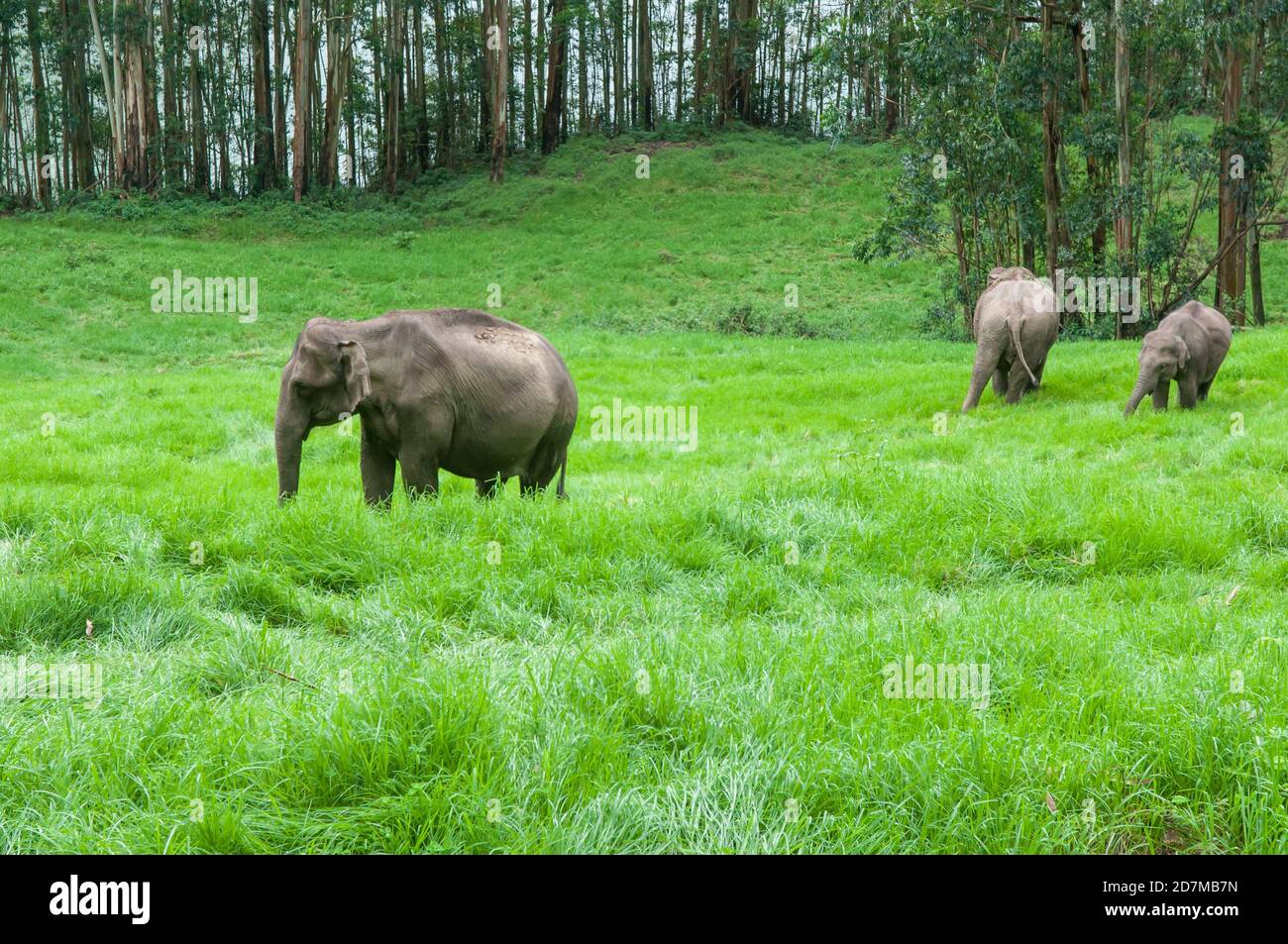 Group of Indian wild elephants in green forest mountain Munnar tea ...