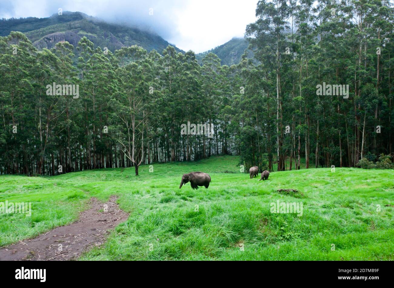 Group of Indian wild elephants in green forest mountain Munnar tea ...