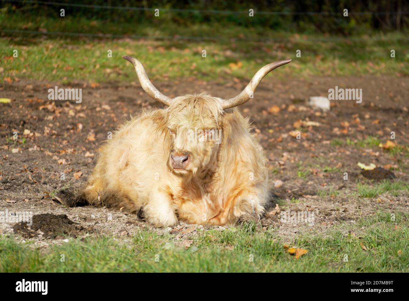 Bull lying in a pasture Stock Photo - Alamy