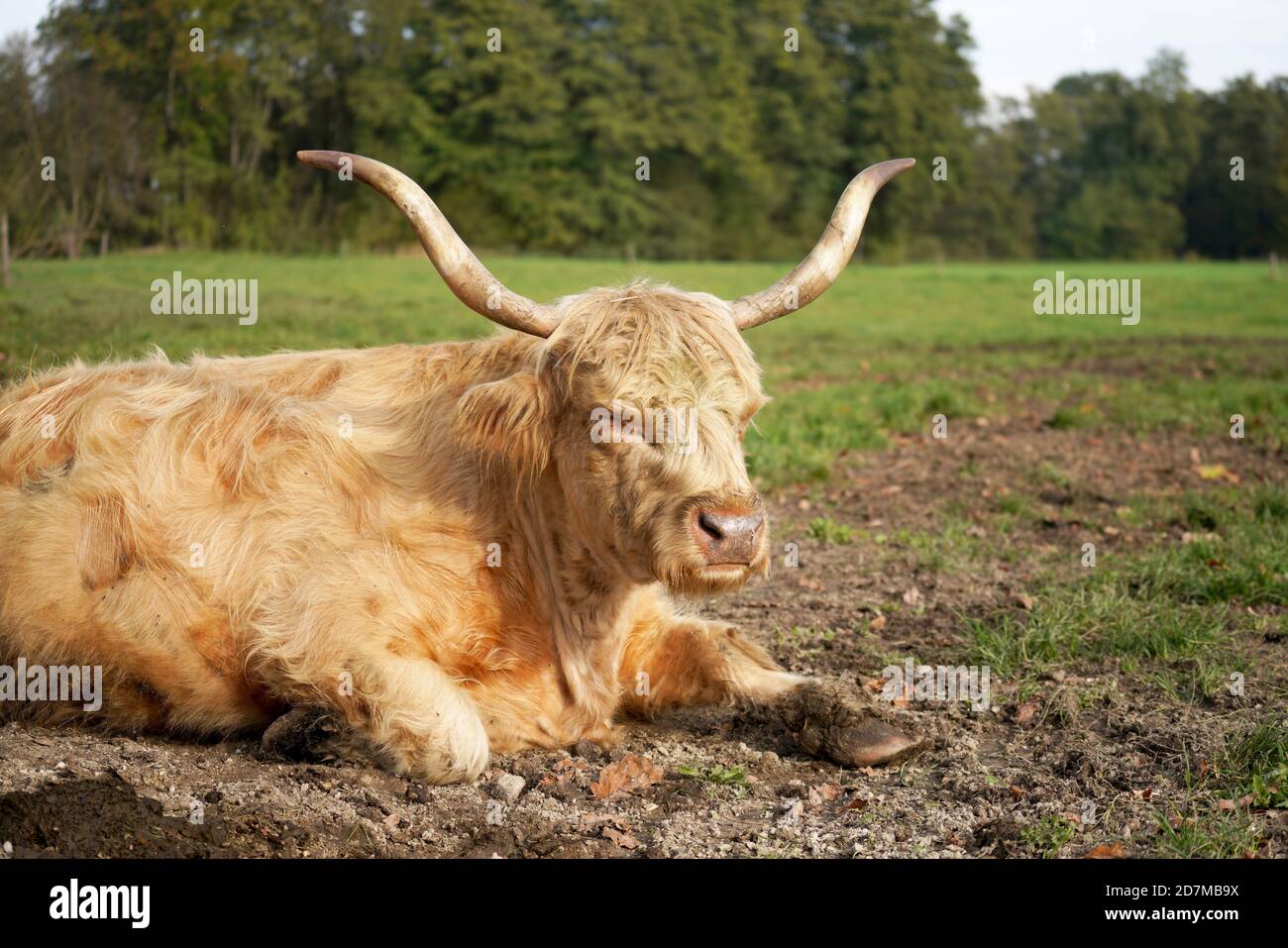Bull lying in a pasture Stock Photo - Alamy