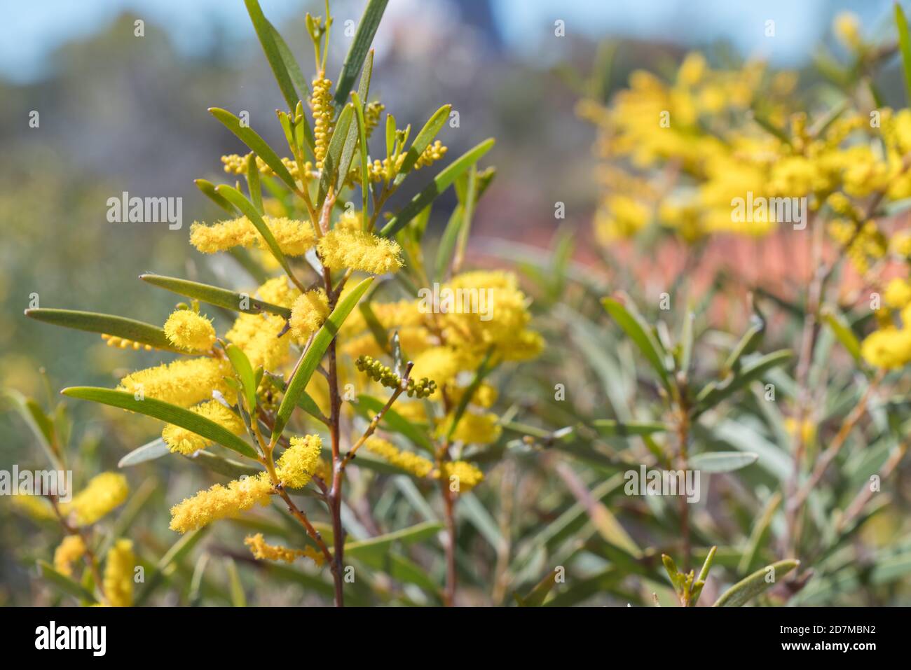 Western australian golden wattle hi-res stock photography and images ...