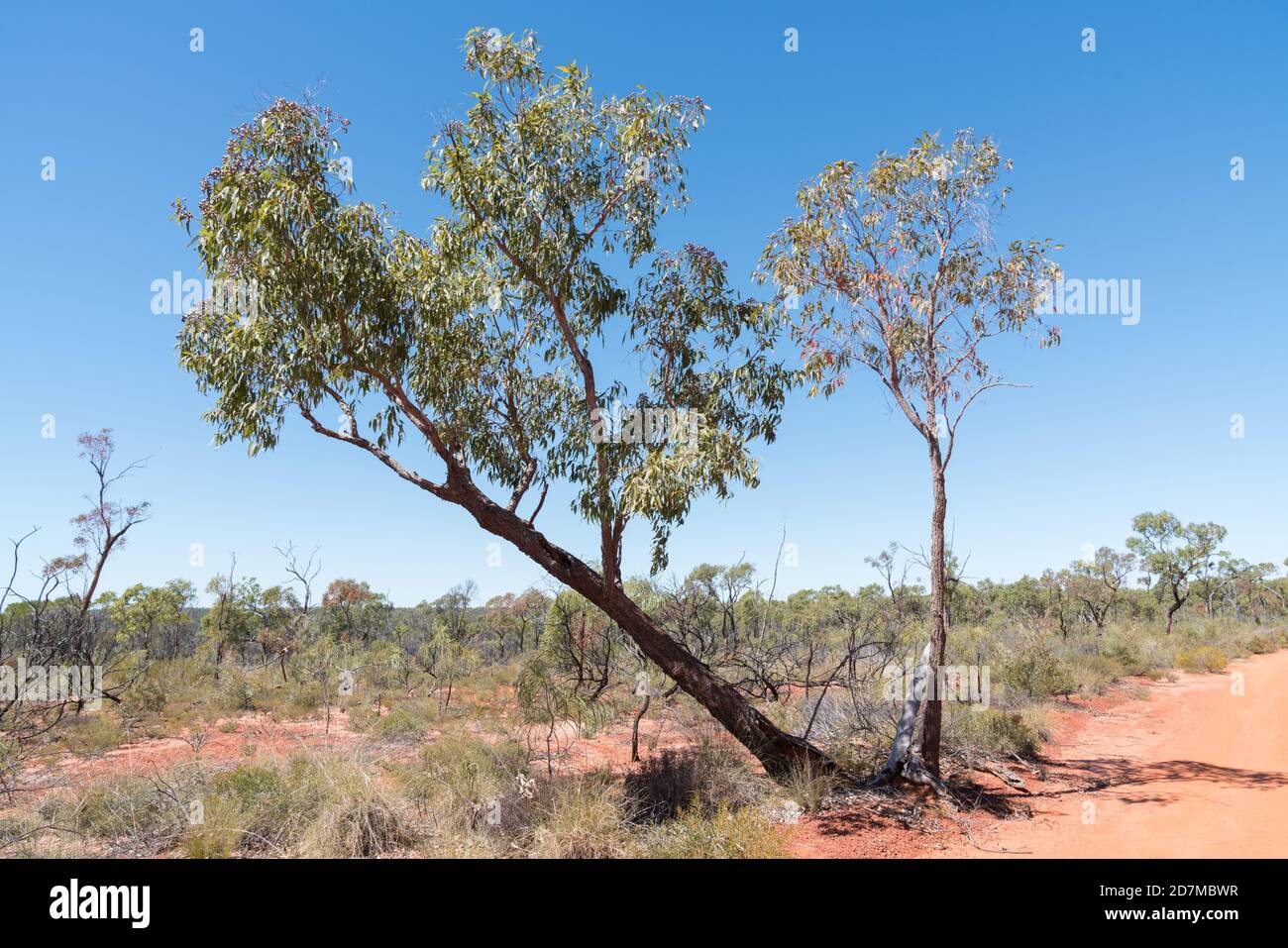 Red soil road with native Eucalyptus or gum trees on road to Sawpit ...