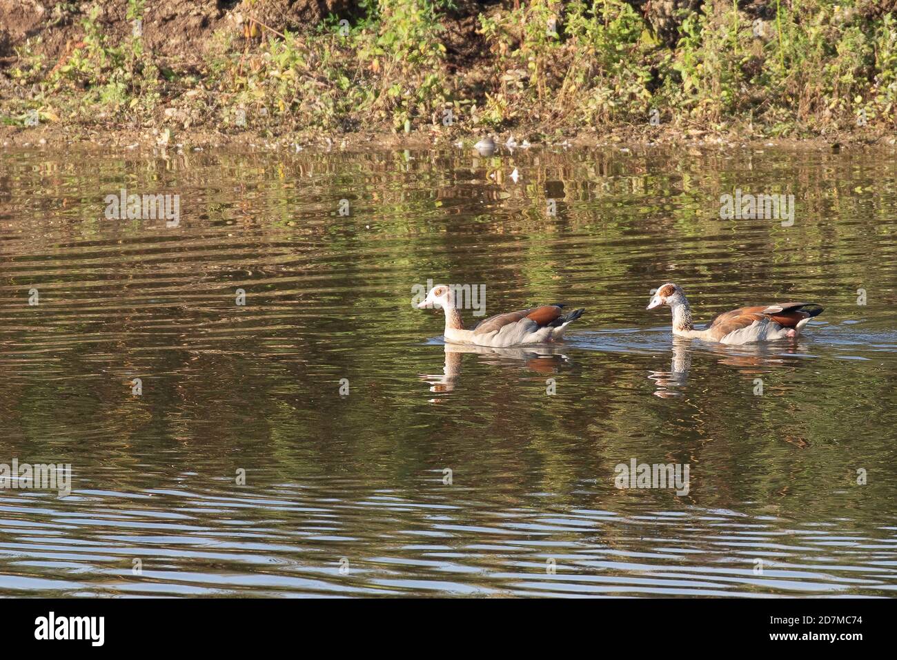 Wetlands geese hi-res stock photography and images - Alamy