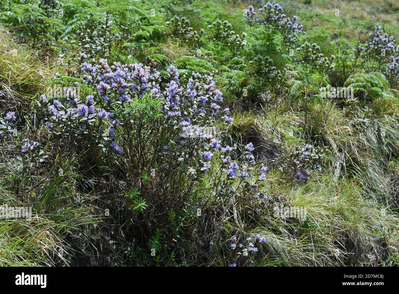 Neelakurinji scientifically called as Strobilanthes Kunthiana is a ...