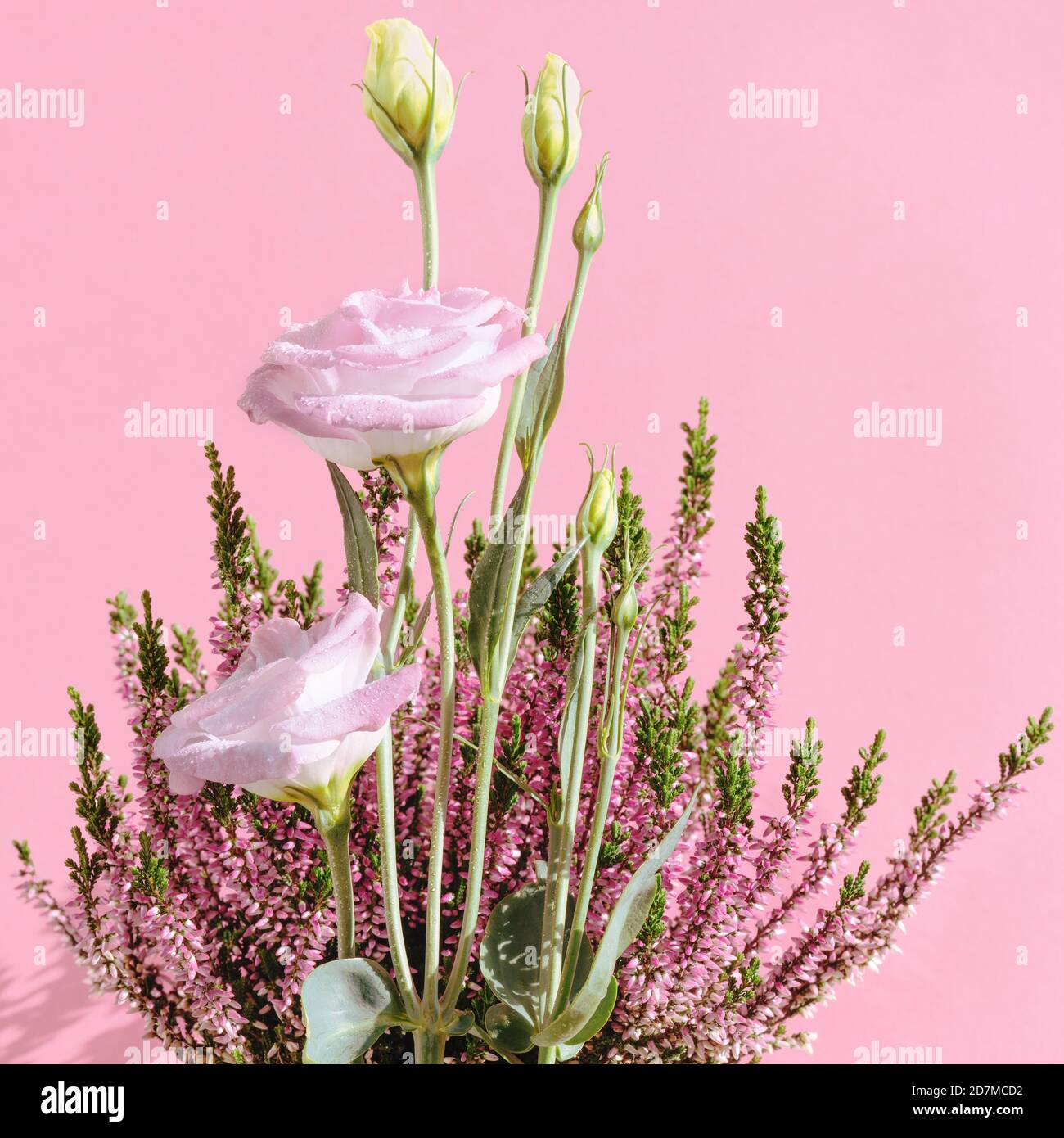 Heather white background hi-res stock photography and images - Alamy