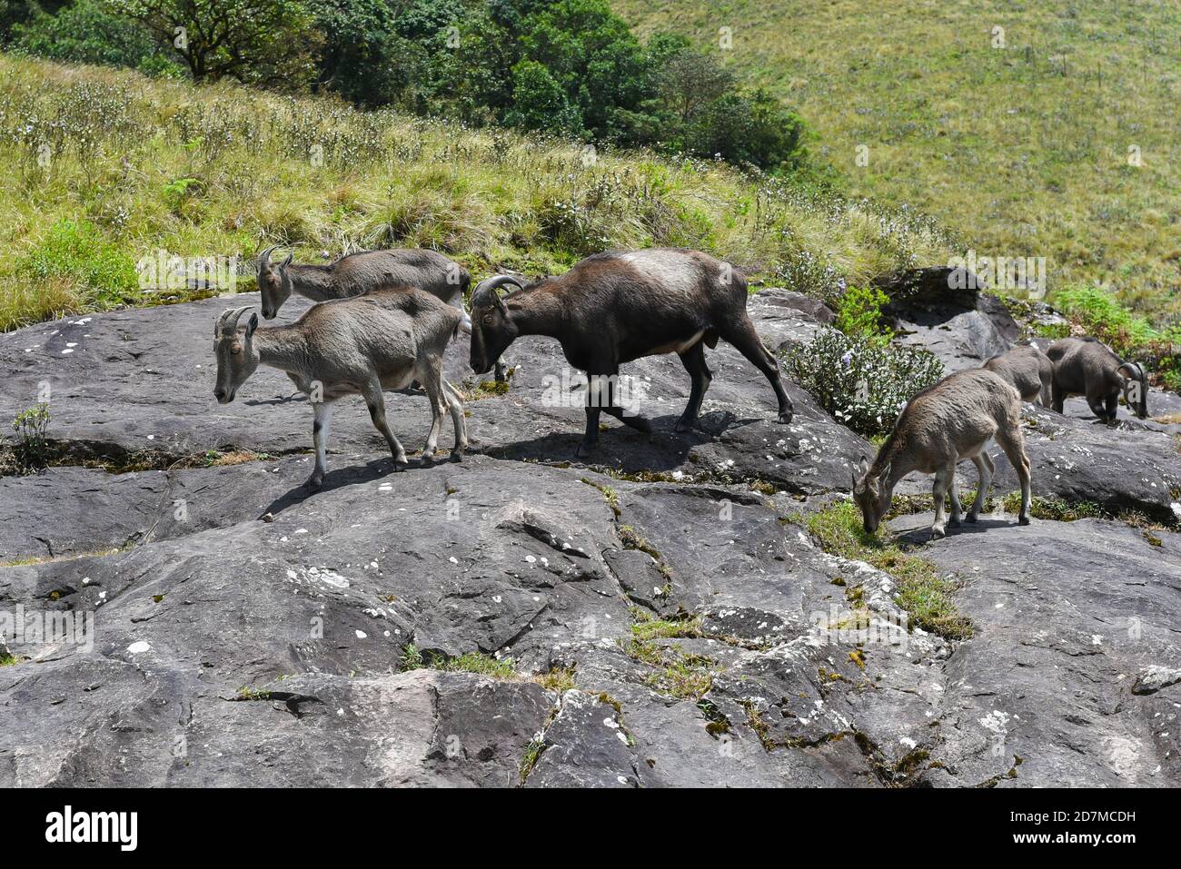 Mountain goat Nilgiri Tahr Nilgiritragus hylocrius Rajamala Wildlife ...
