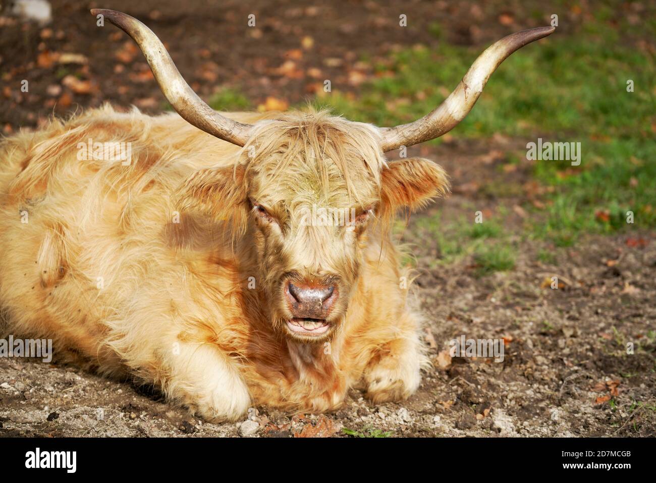 Cute brown bull lying in a pasture Stock Photo - Alamy