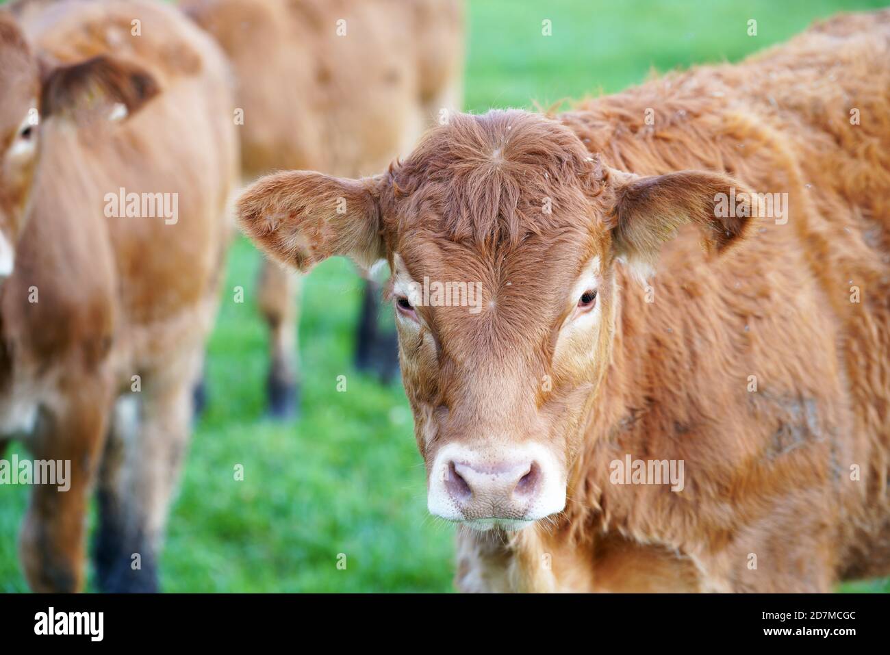 Cute brown cow in a pasture Stock Photo - Alamy