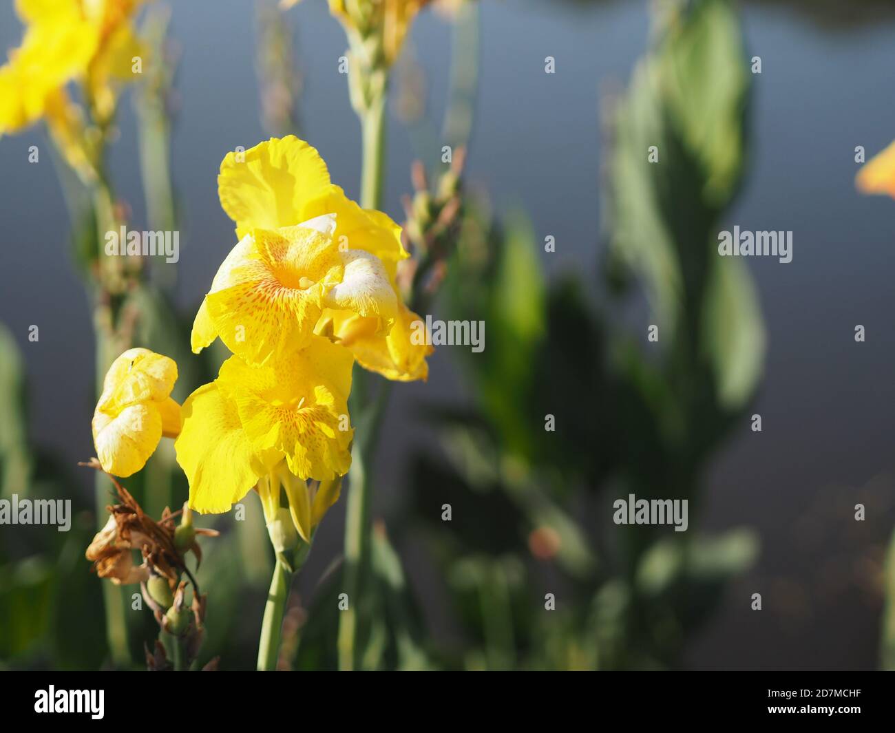 Yellow color flower Indian shot, India short plant, India shoot ...