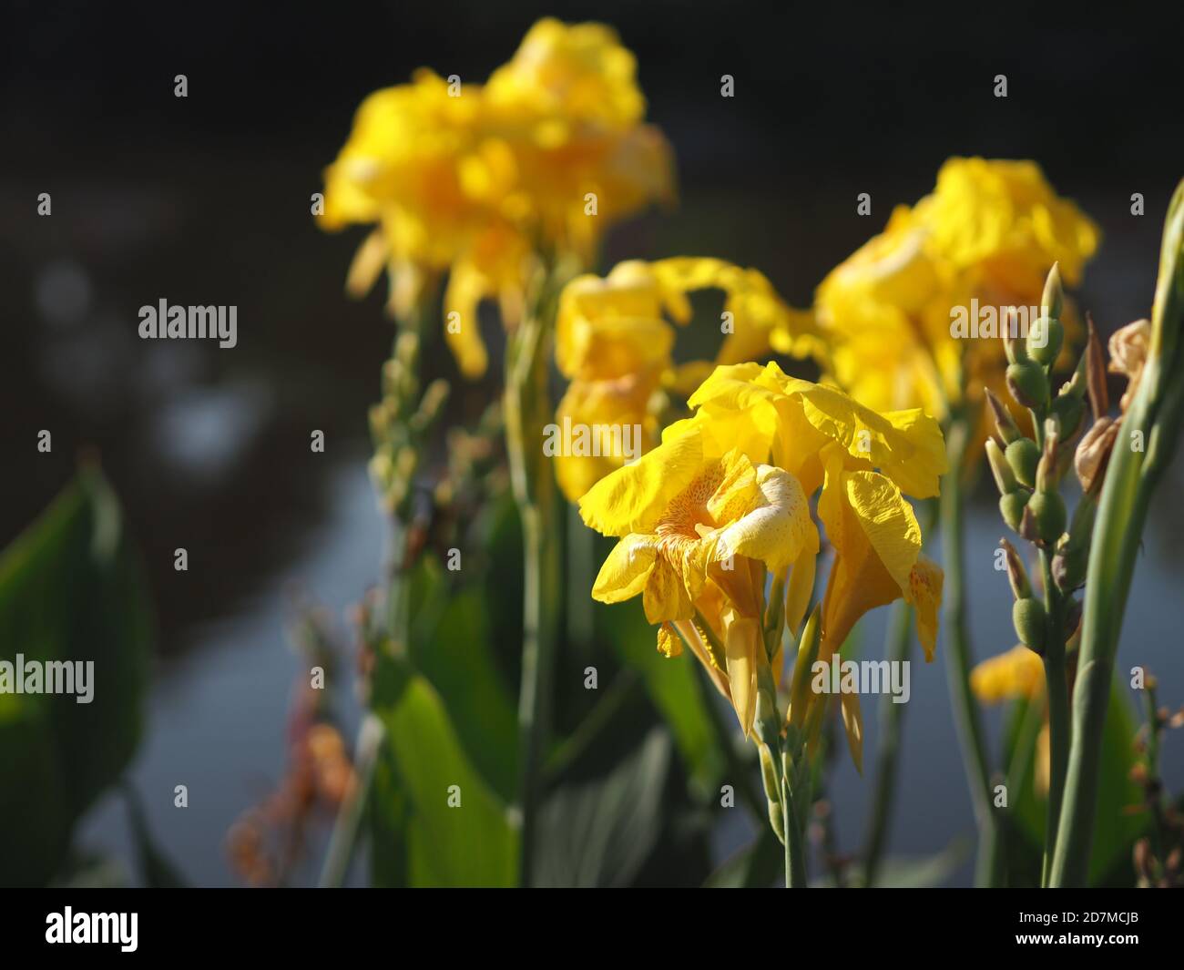 Yellow color flower Indian shot, India short plant, India shoot ...