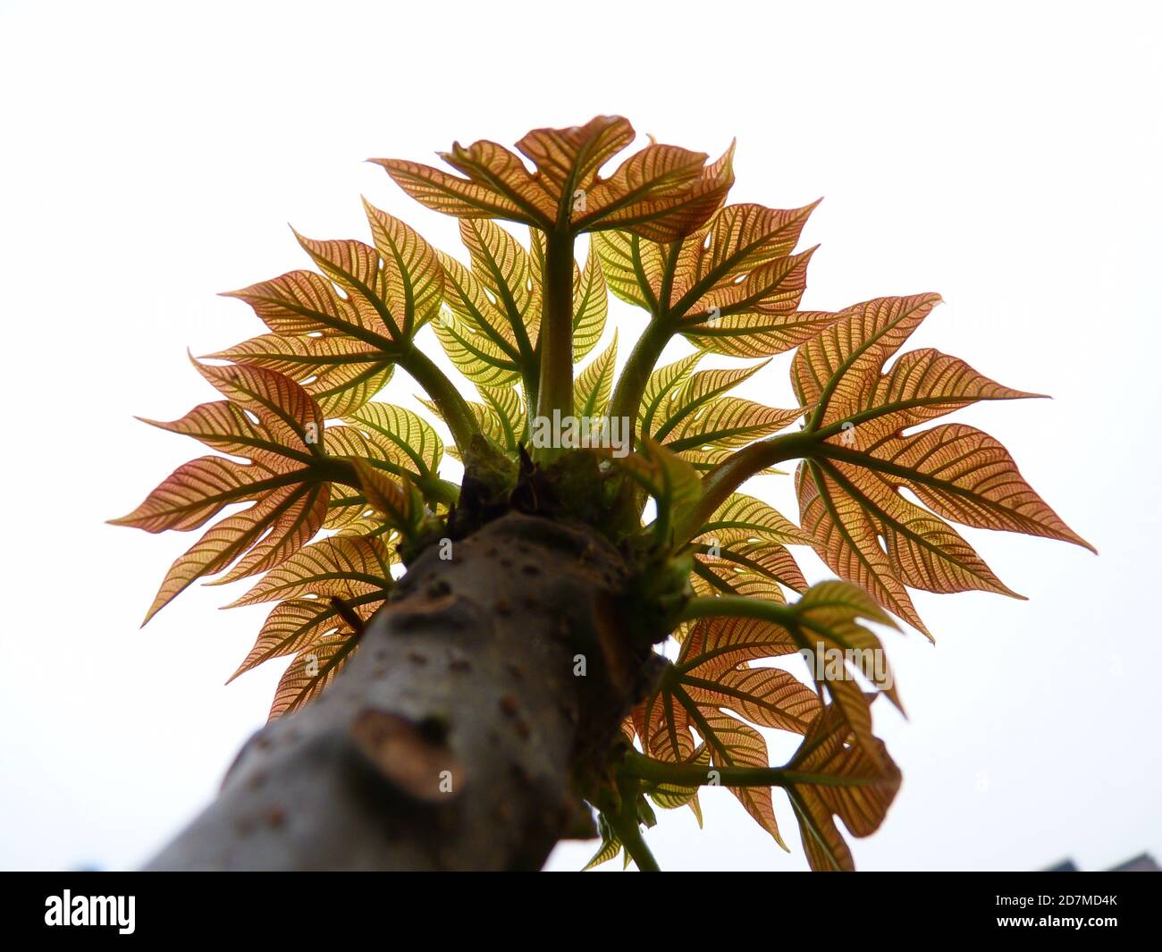 Closeup shot of fresh leaves of tung tree on white background Stock ...