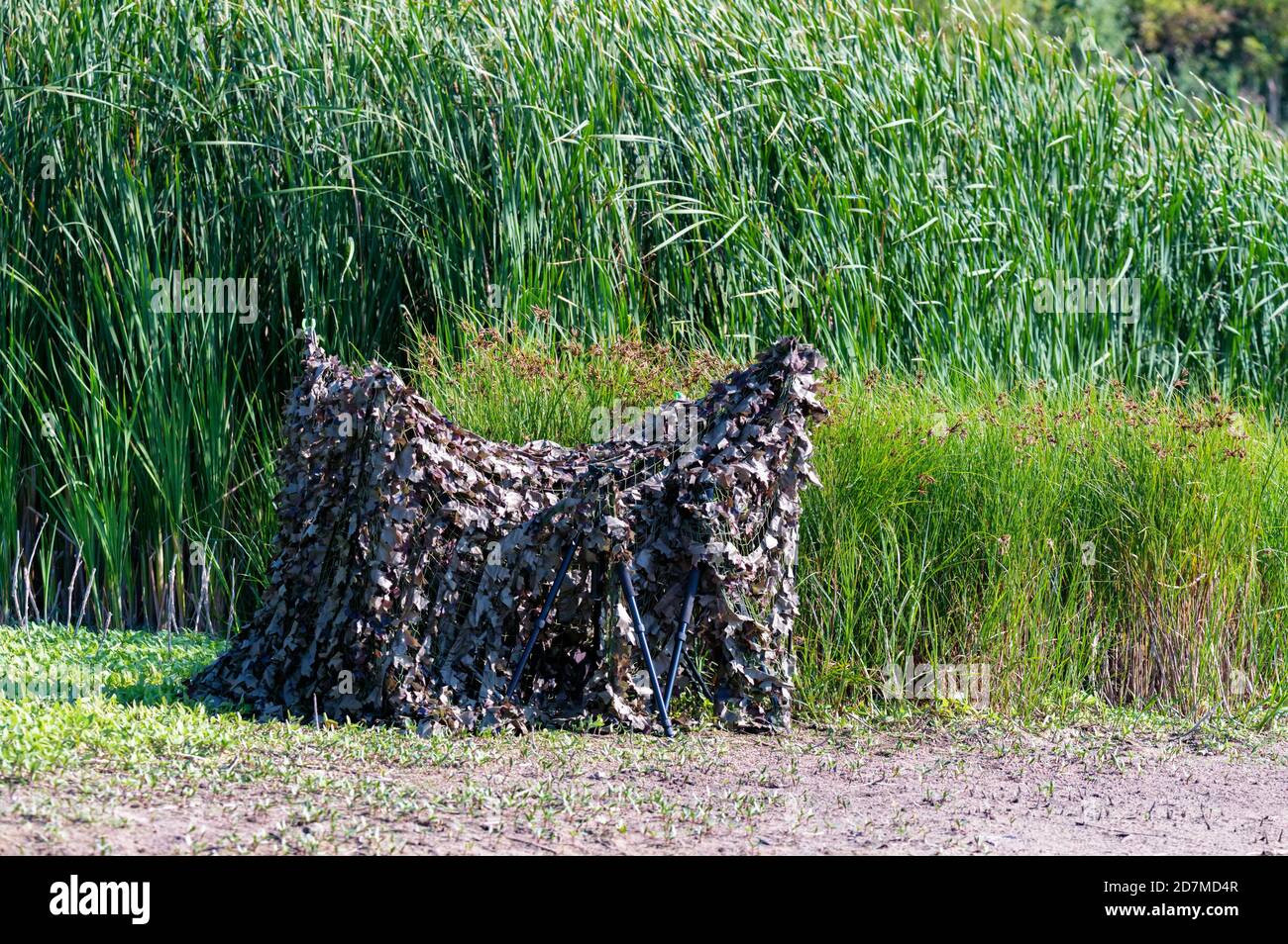 Camouflage tent for ambush in the reeds by the river Stock Photo - Alamy