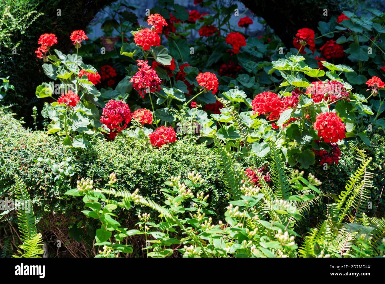 Dense thickets of geraniums among the ferns Stock Photo - Alamy