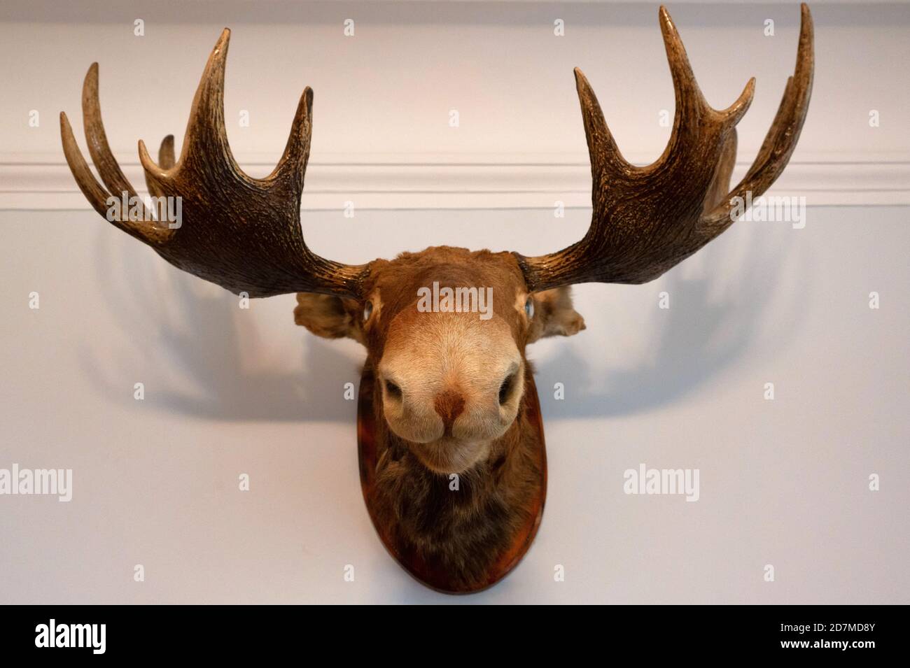 Moose head taxidermy hi-res stock photography and images - Alamy