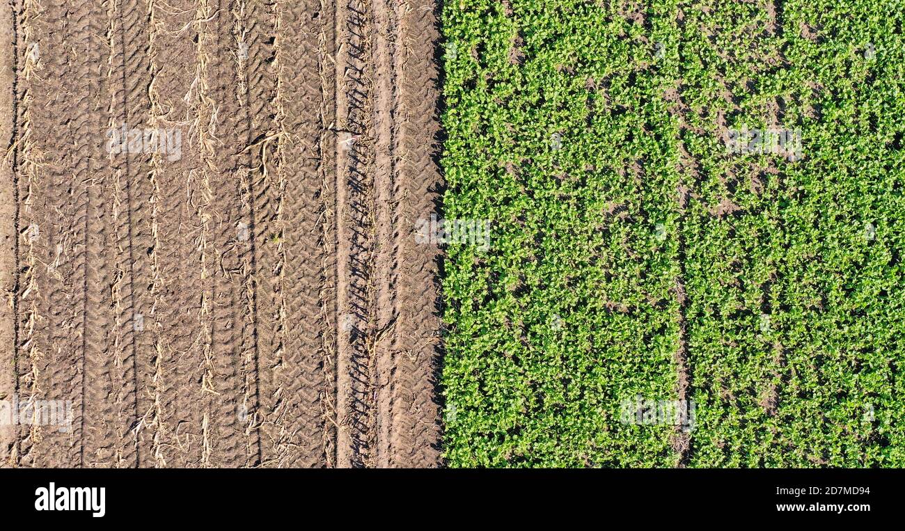 Vertical aerial view of a green field and a brown field, abstract as ...