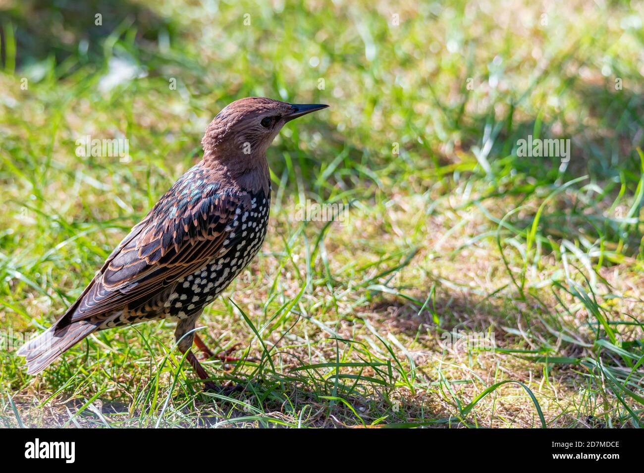 Beautiful brown starling sitting on the green grass Stock Photo - Alamy