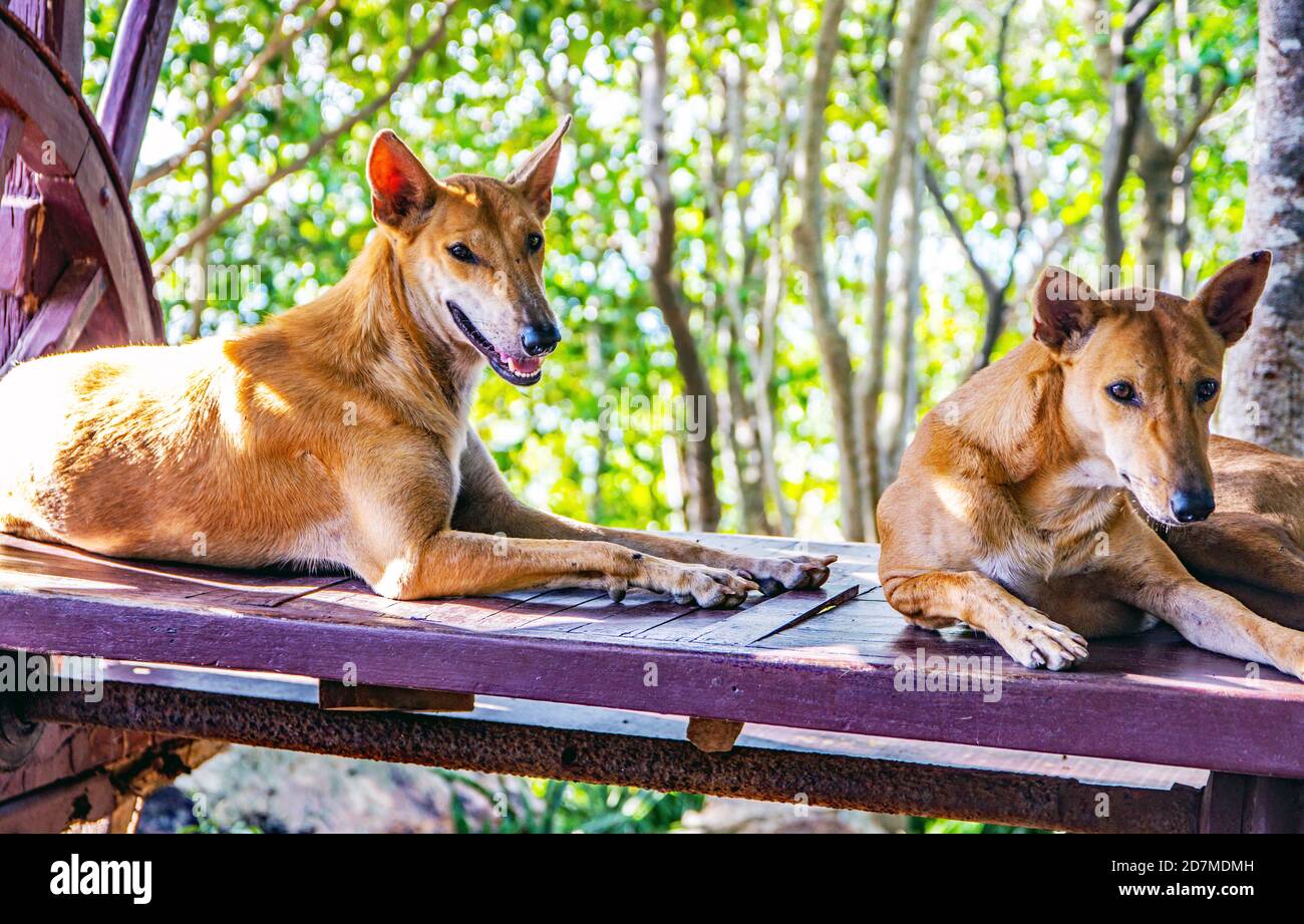 two attentive and watchful dogs in the area of a temple in Thailand ...