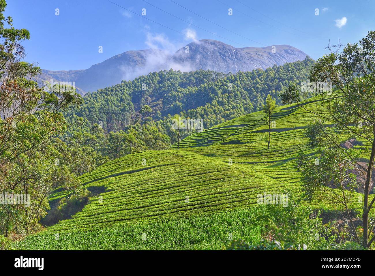 Munnar tea estate in Kerala India. Tea plantation and tea factory with ...