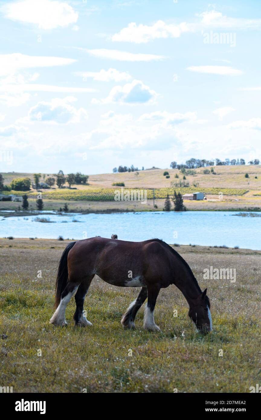 Nikon horse photography hi-res stock photography and images - Alamy