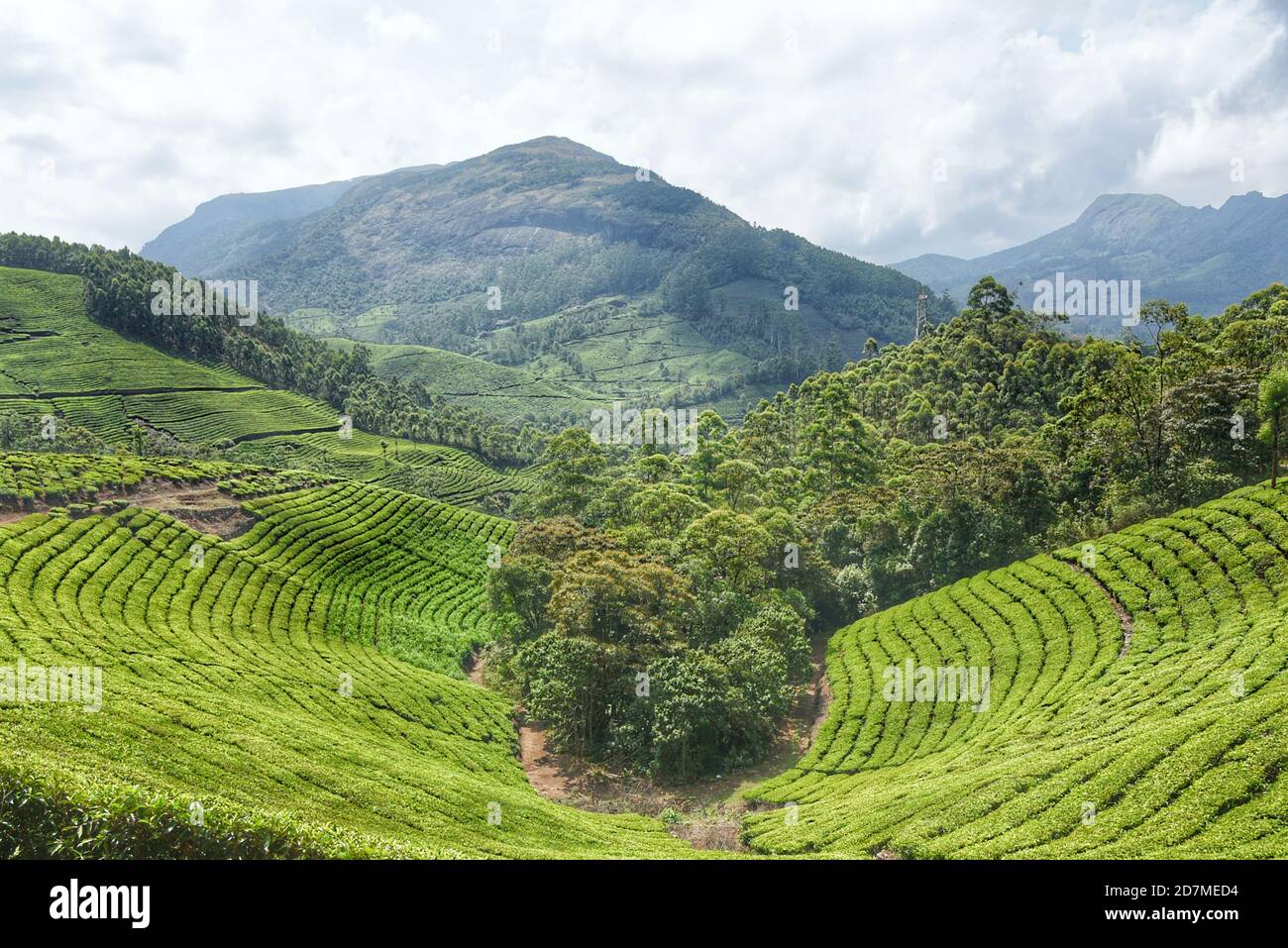 Munnar tea estate in Kerala India. Tea plantation and tea factory with ...