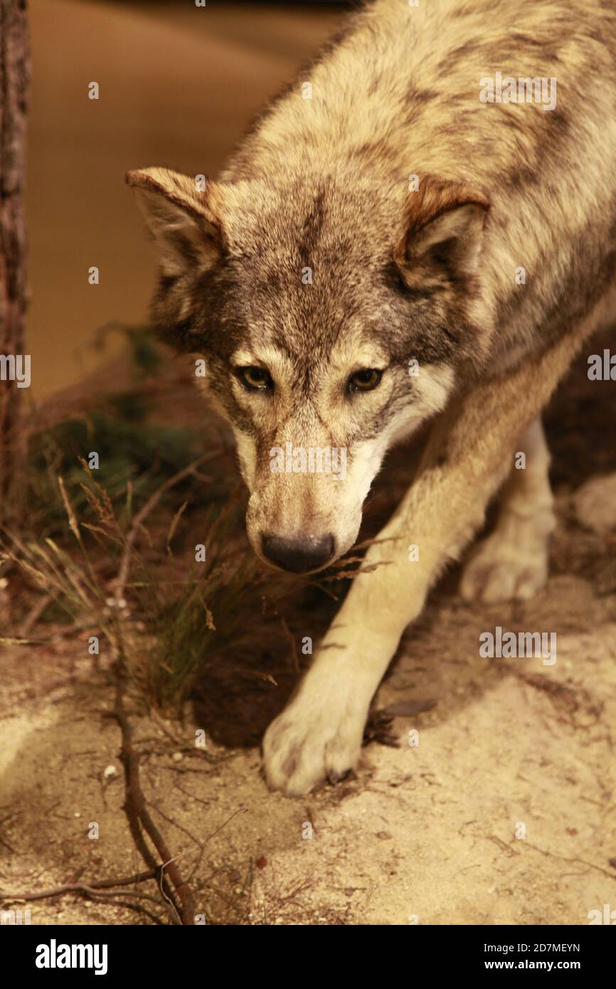 Wolfsrudel hi-res stock photography and images - Alamy