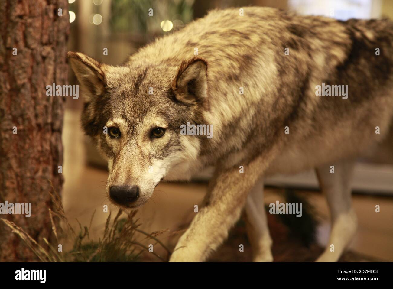 wolf lupo wölfin wolfsrudel Stock Photo - Alamy