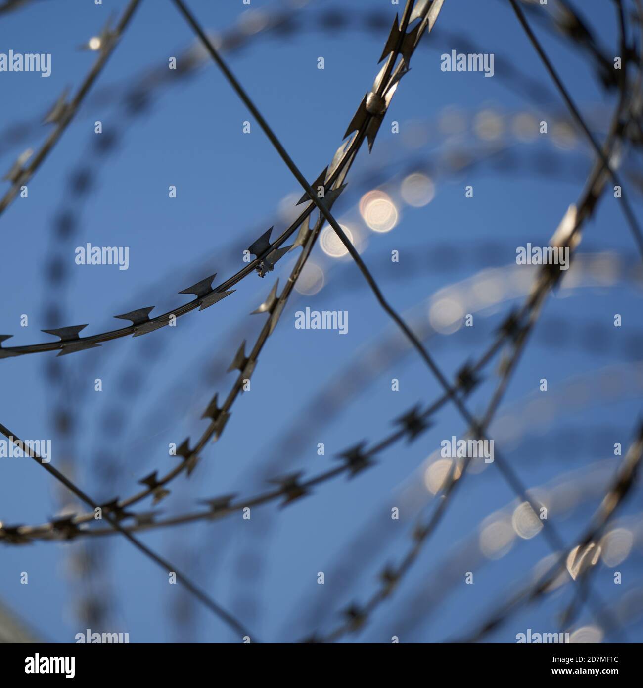A close up shot from a barbed wire ( Nato fence ). isolated on blue ...