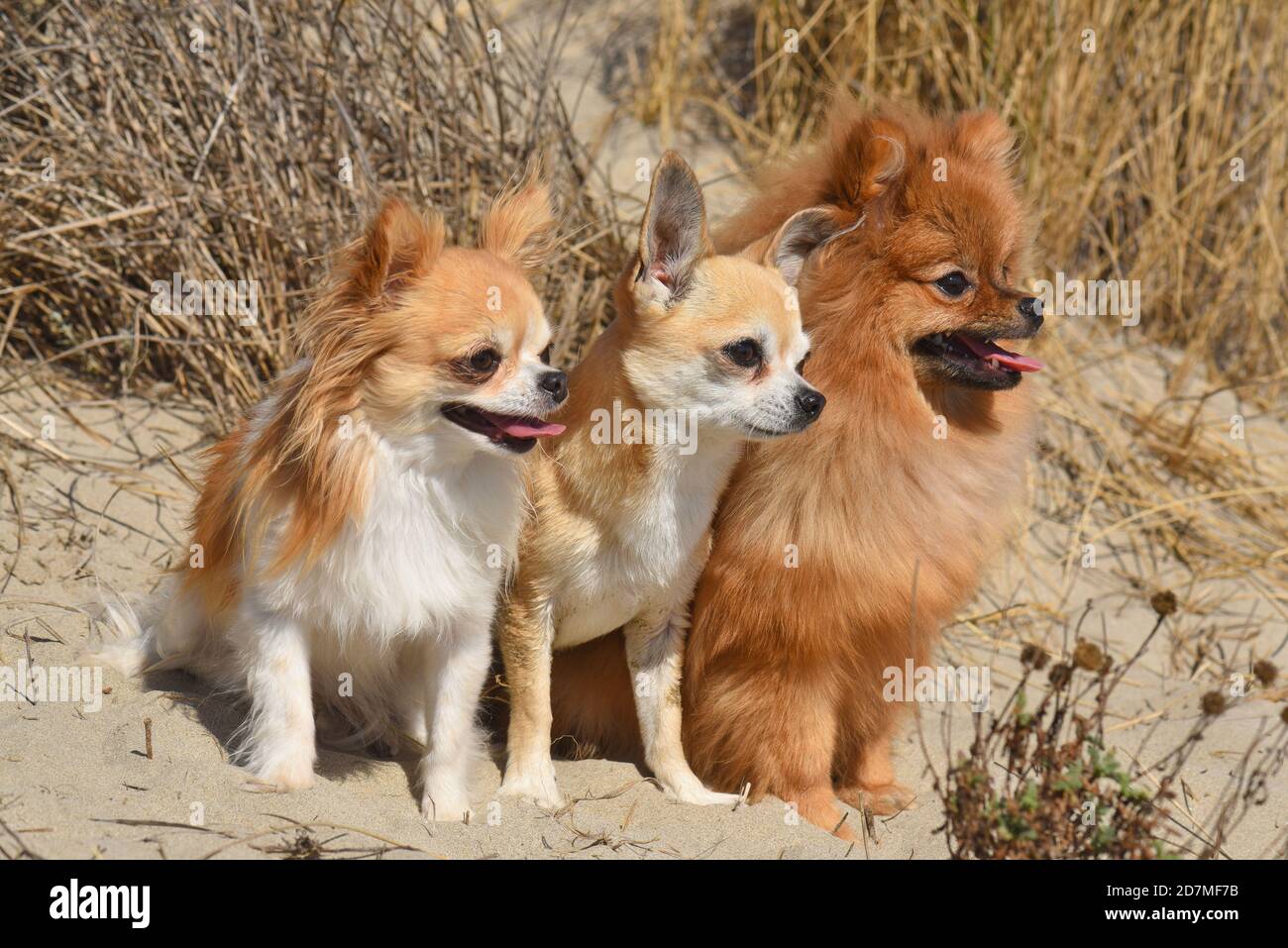 three little dogs staying in the nature Stock Photo - Alamy