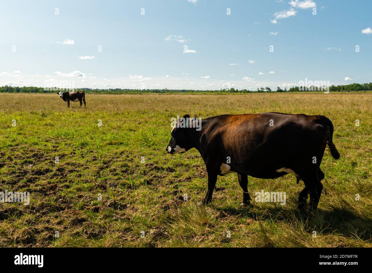 Farm animals canada hi-res stock photography and images - Alamy