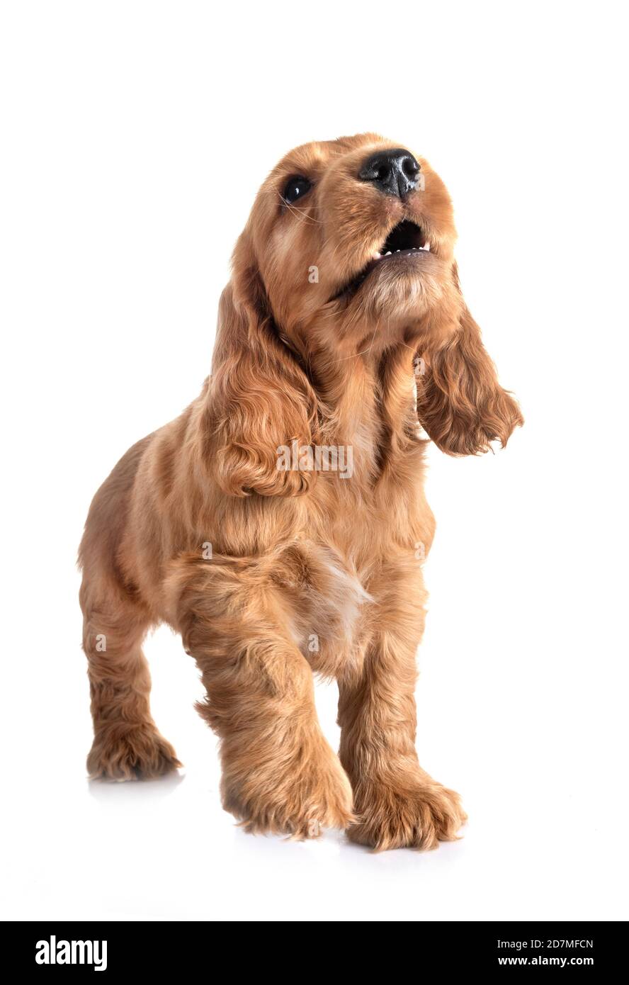 puppy cocker spaniel in front of white background Stock Photo - Alamy