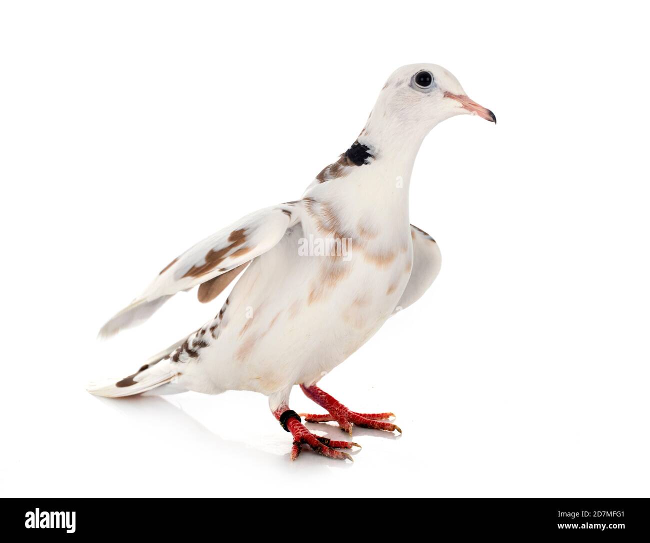 African collared dove in front of white background Stock Photo - Alamy