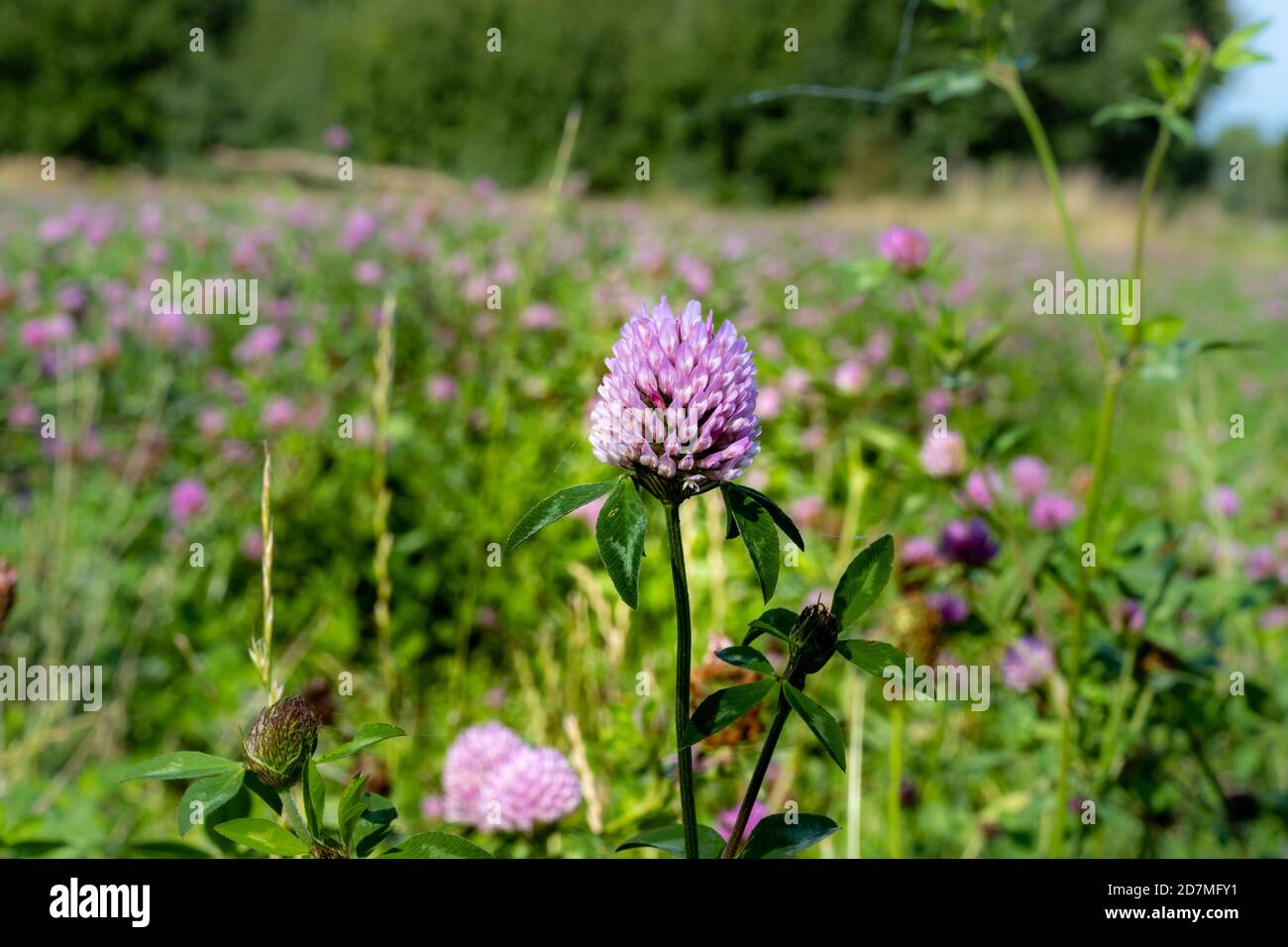A field of pink clover flowers. Picture from Eslov, Scania county in ...