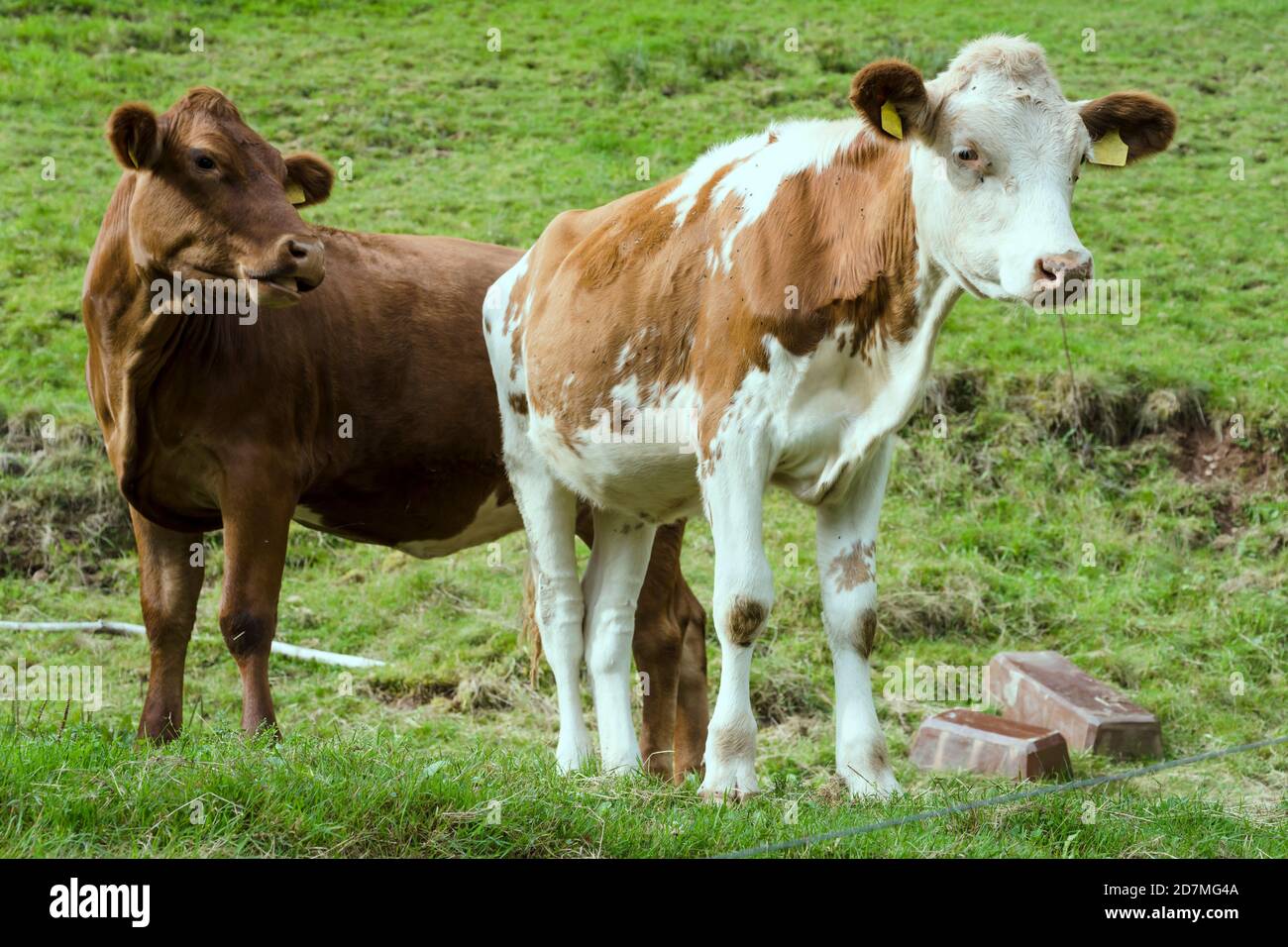 Cow and breeding hi-res stock photography and images - Alamy